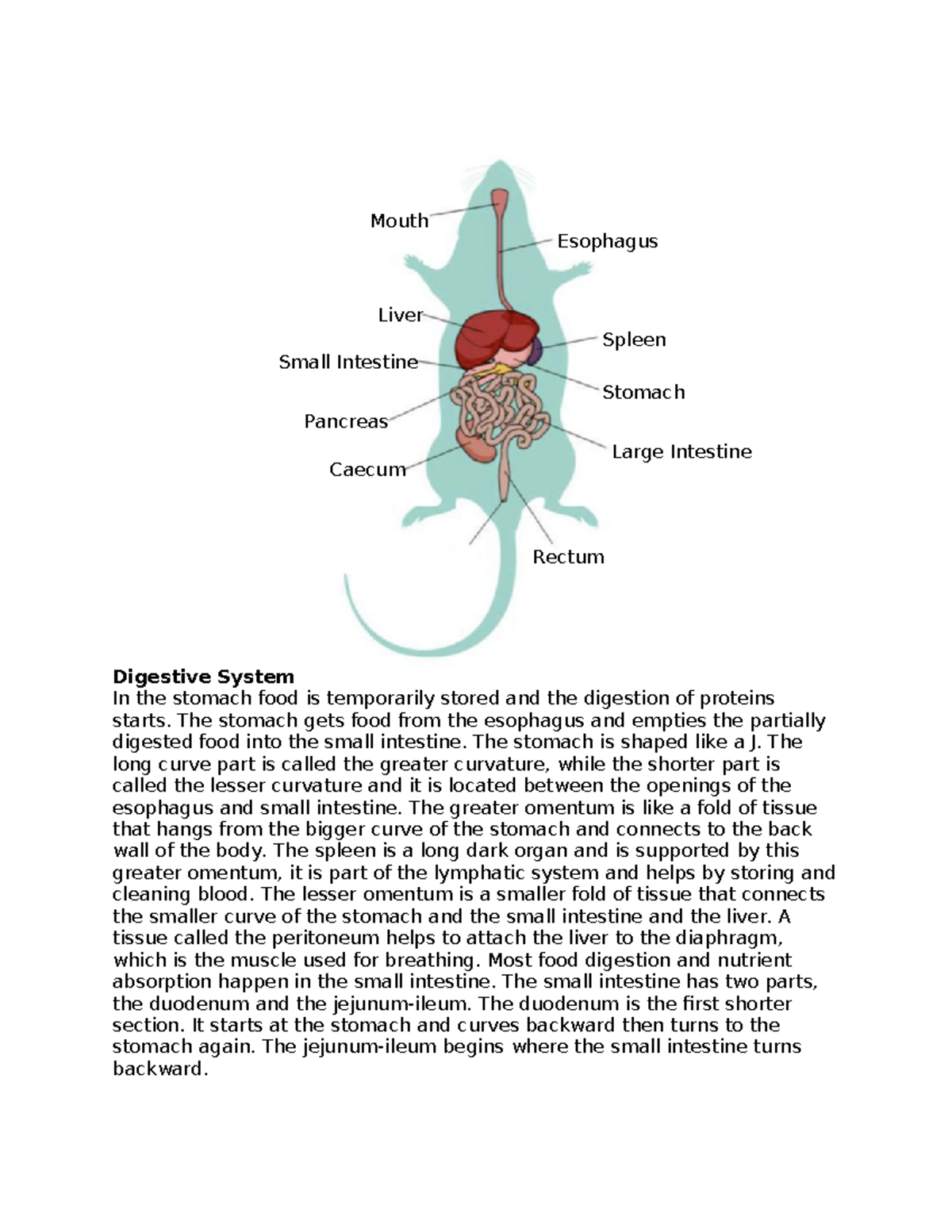 3D Rat Dissection Lab Report - Digestive System In the stomach food is ...