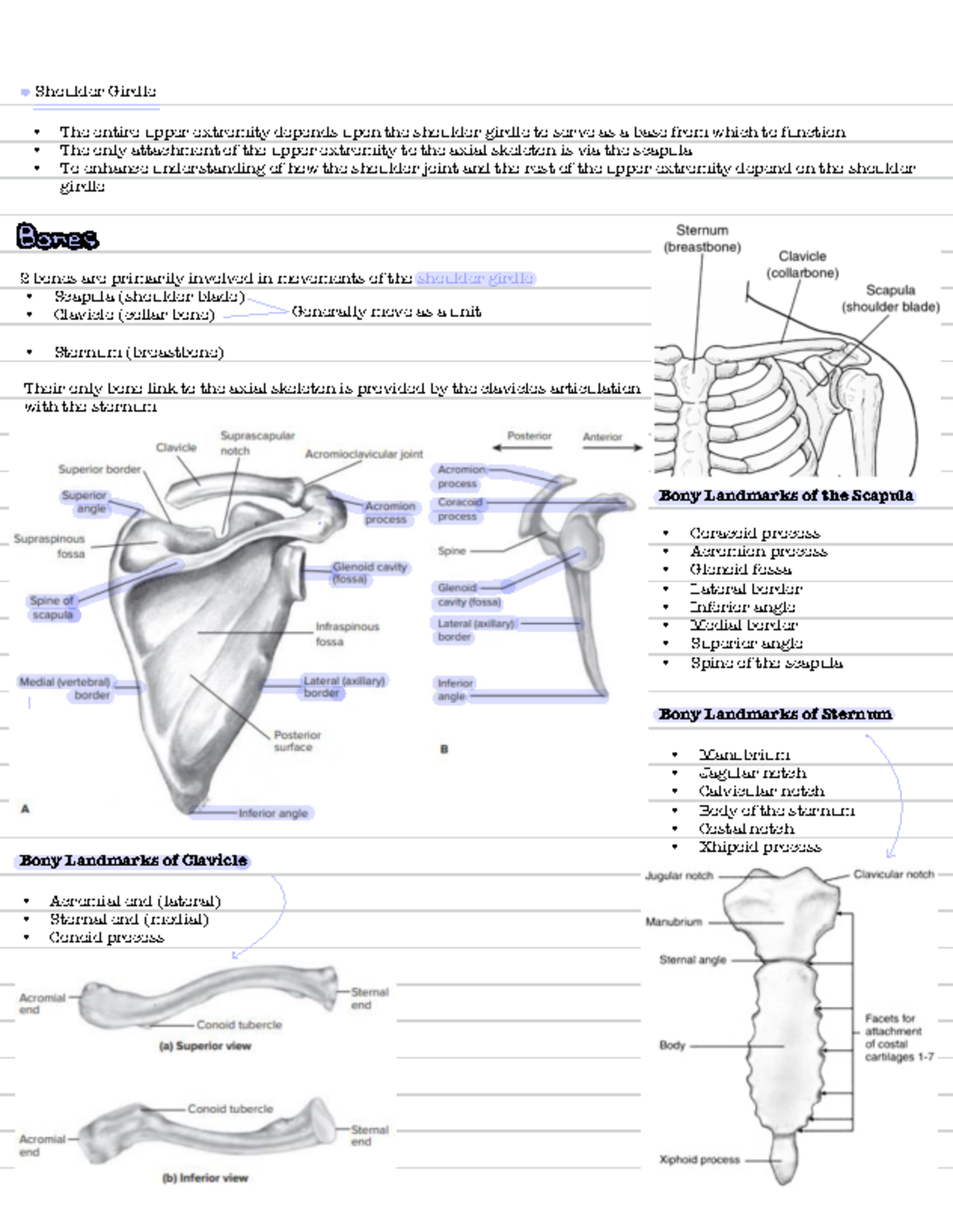 Shoulder - slides and textbook used - ####### Shoulder Girdle The ...