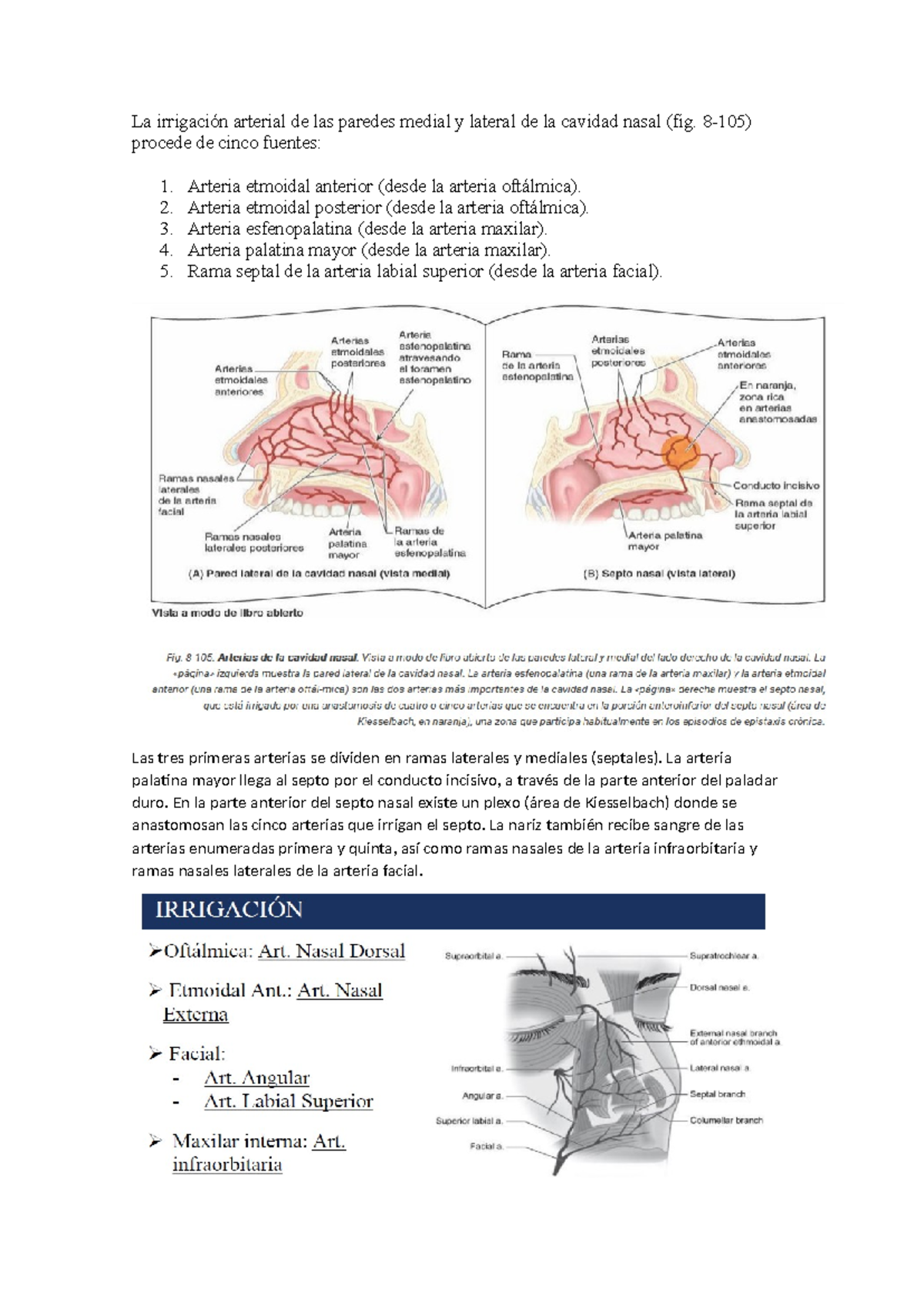 Parte dos anatomia nariz - La irrigación arterial de las paredes medial ...