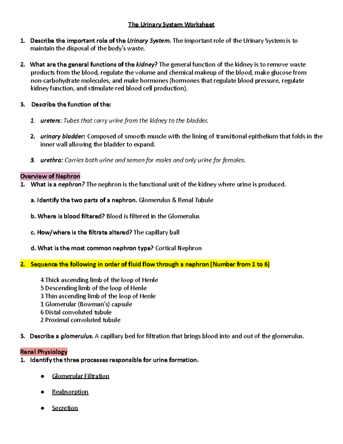 The Urinary System Worksheet Katelyn Collins - The Urinary System ...