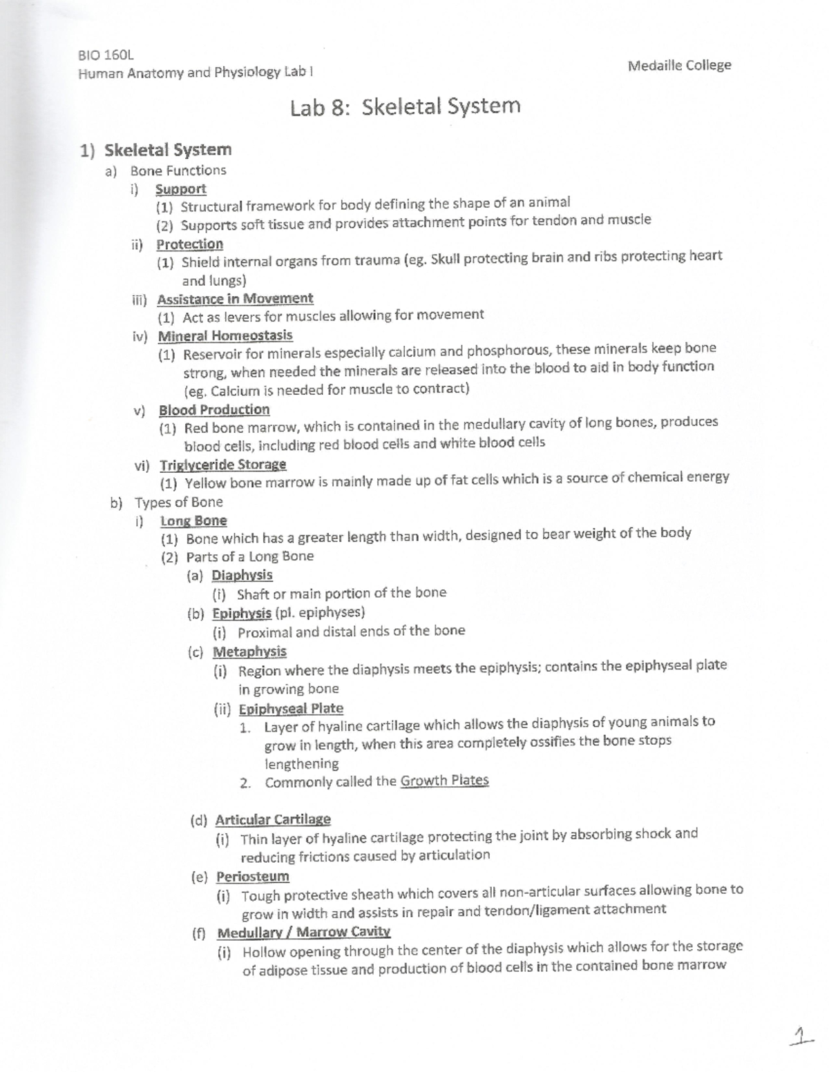 BIO 160L lab 8 skeletal lab - BIO160L - Studocu