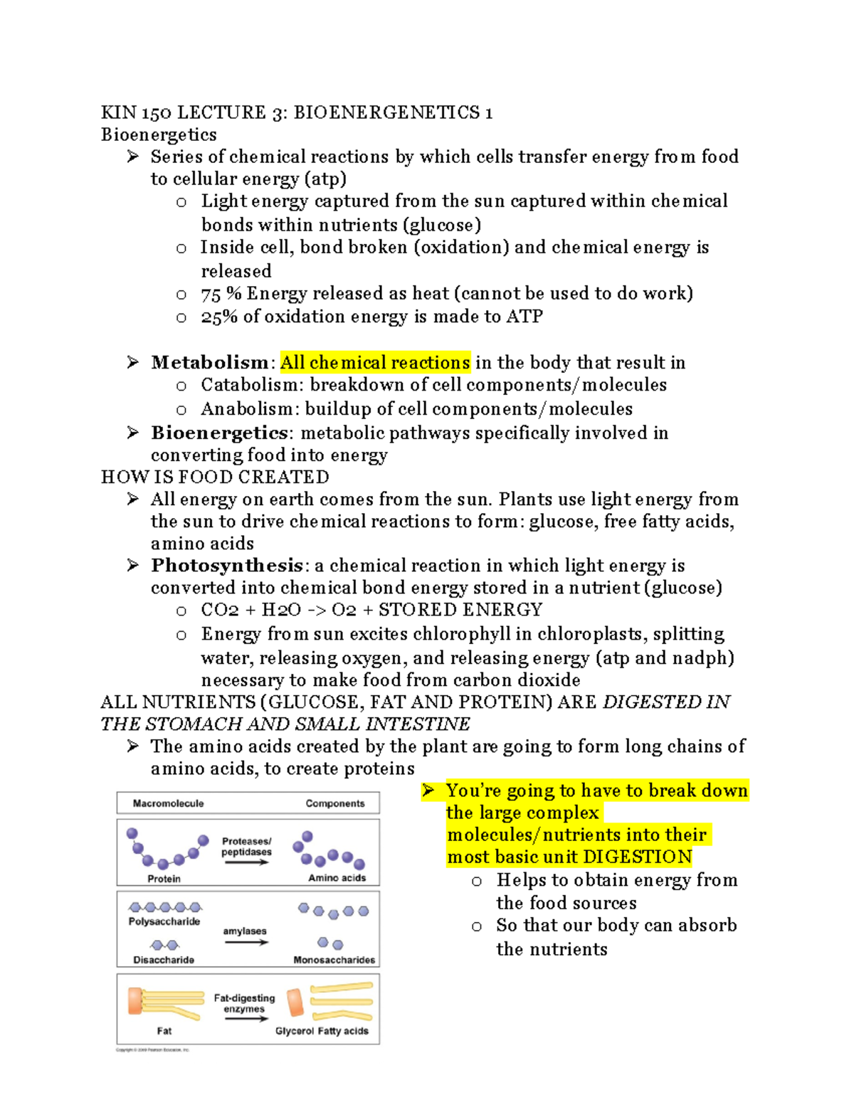 Bioenergetics 1 - KIN 150 LECTURE 3: BIOENERGENETICS 1 Bioenergetics ...