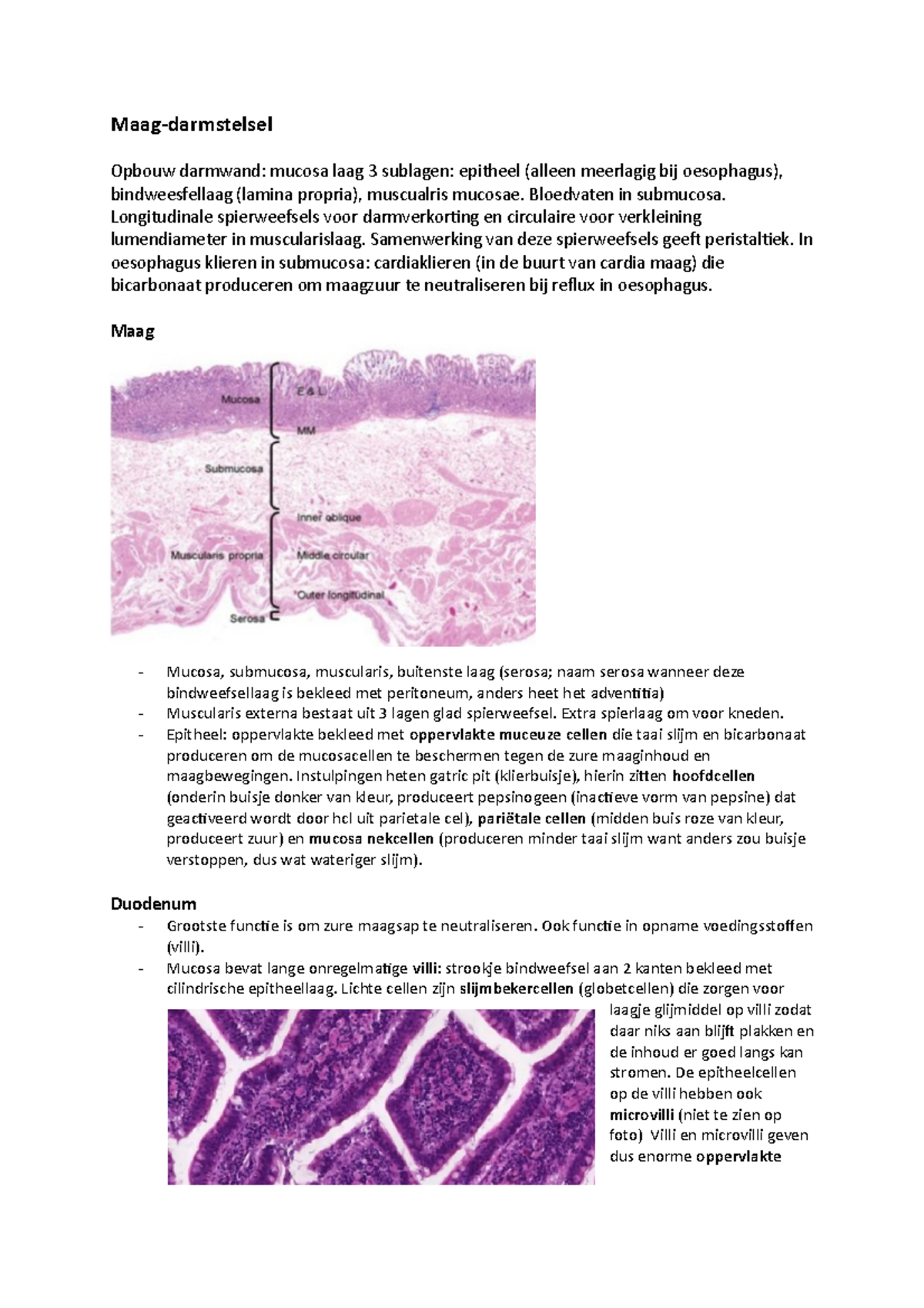 WG microscopisch practicum - Maag-darmstelsel Opbouw darmwand: mucosa ...