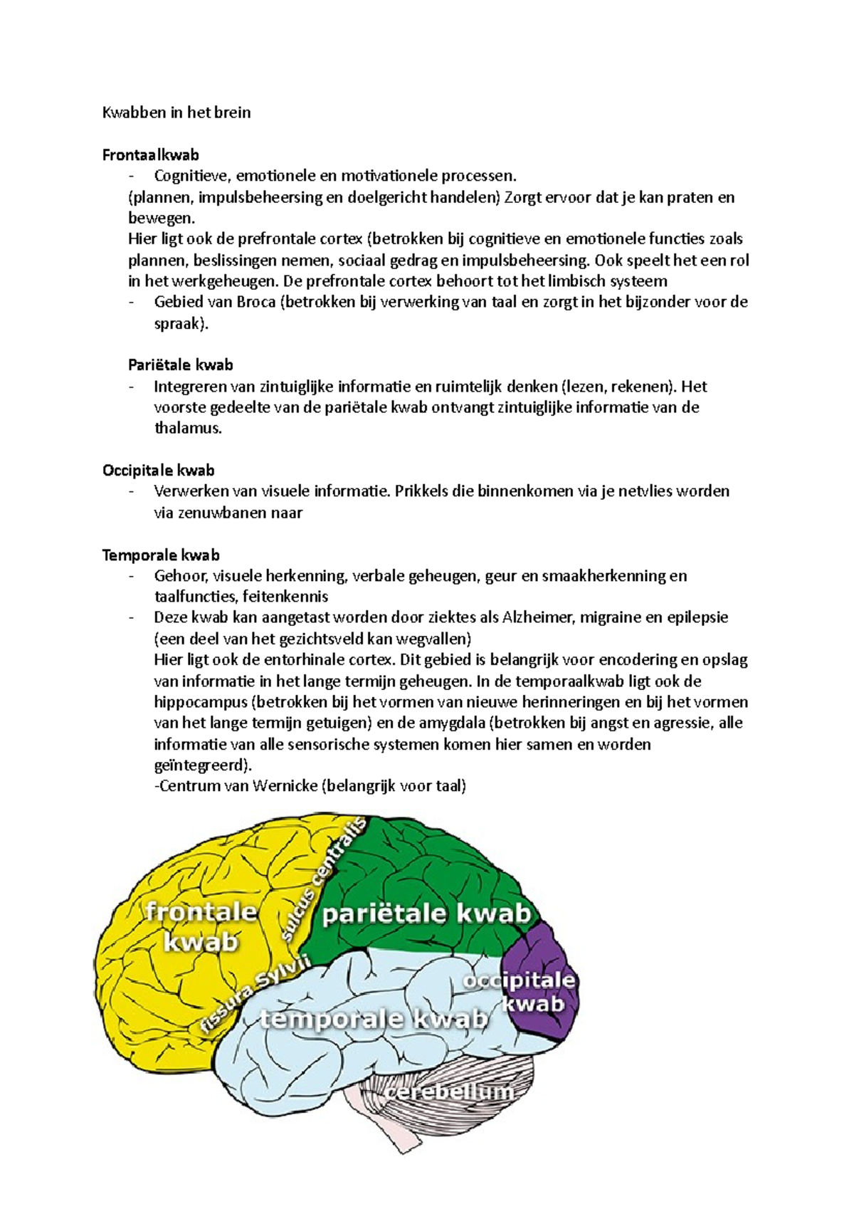 Kwabben in het brein - Kwabben in het brein Frontaalkwab - Cognitieve ...