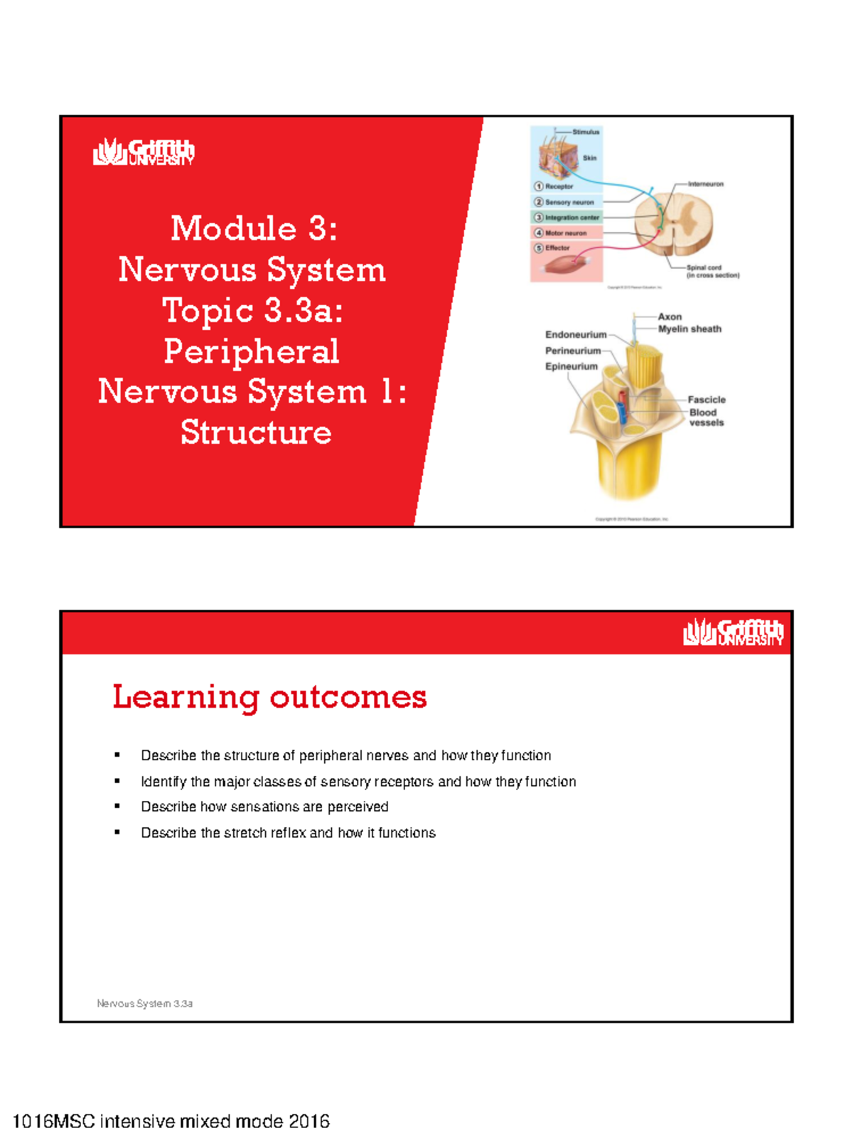 Module 3 Anatomy And Physiology Module 3 Nervous System Topic 3