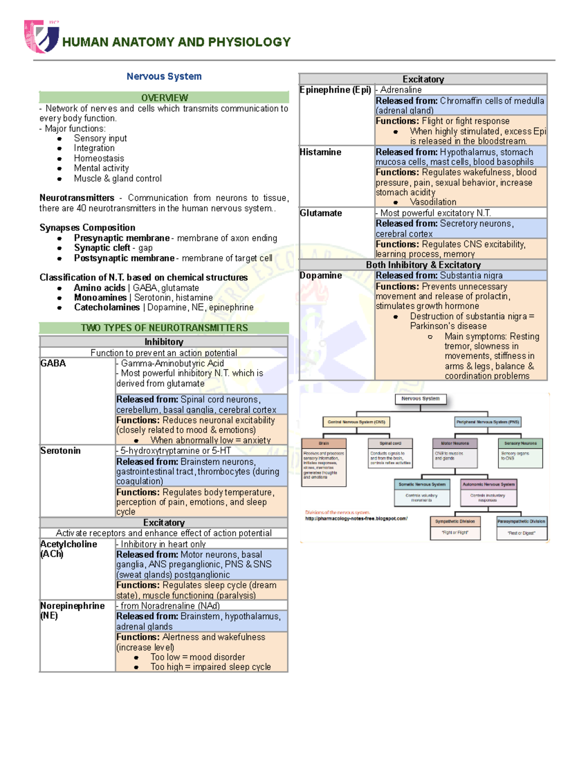 A&P Nervous and Endocrine System - HUMAN ANATOMY AND PHYSIOLOGY Nervous ...