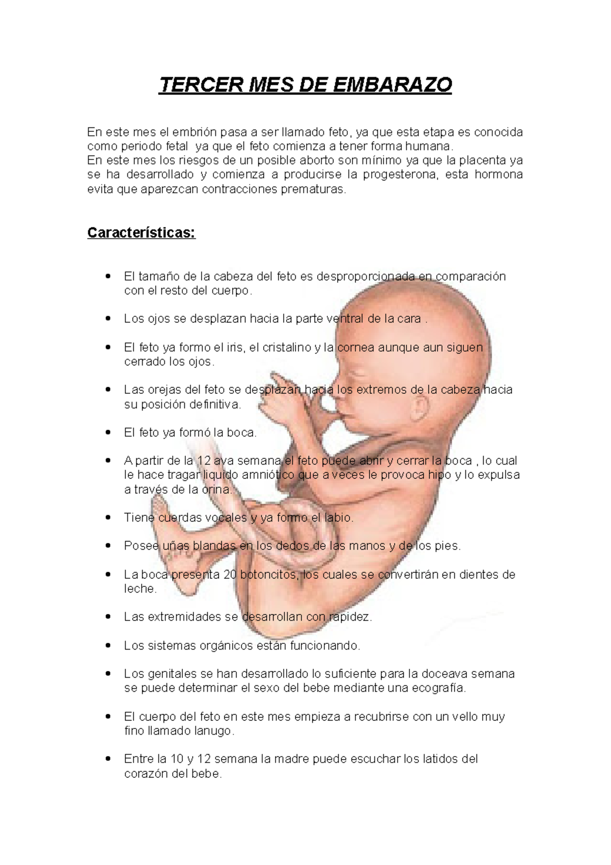 Tercer MES DE Embarazo - TERCER MES DE EMBARAZO En este mes el embrión ...