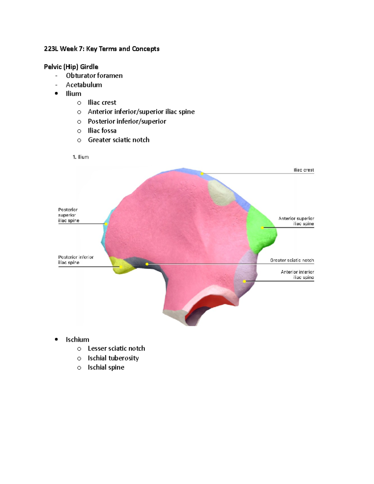 Week 7 - Major bones and bone landmarks inferior of the abdonimal ...