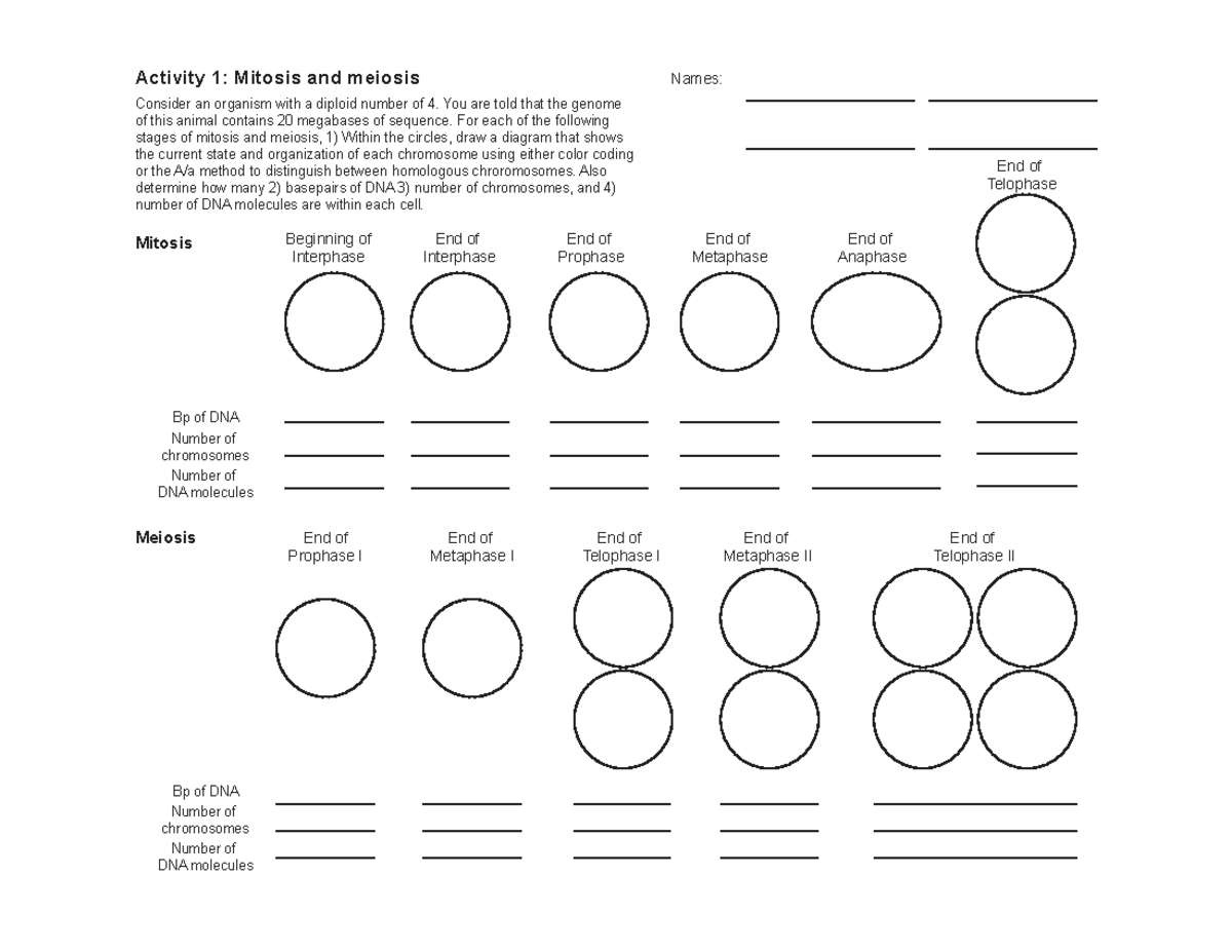 Activity C 2 - Mitosis Meiosis - Activity 1: Mitosis and meiosis Names ...