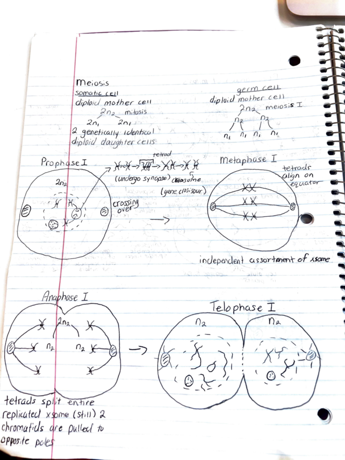 Bio Notes 20 - Mitosis and Meiosis - .s om o._ t;e, c e 11 dip /o ;cJ ...