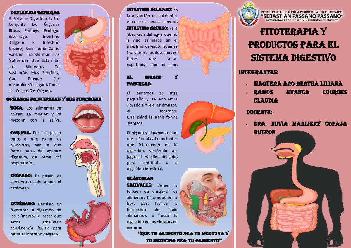 Aparato Digestivo - INFORMACION UTIK PARA EL AMUBITO - FITOTERAPIA Y ...