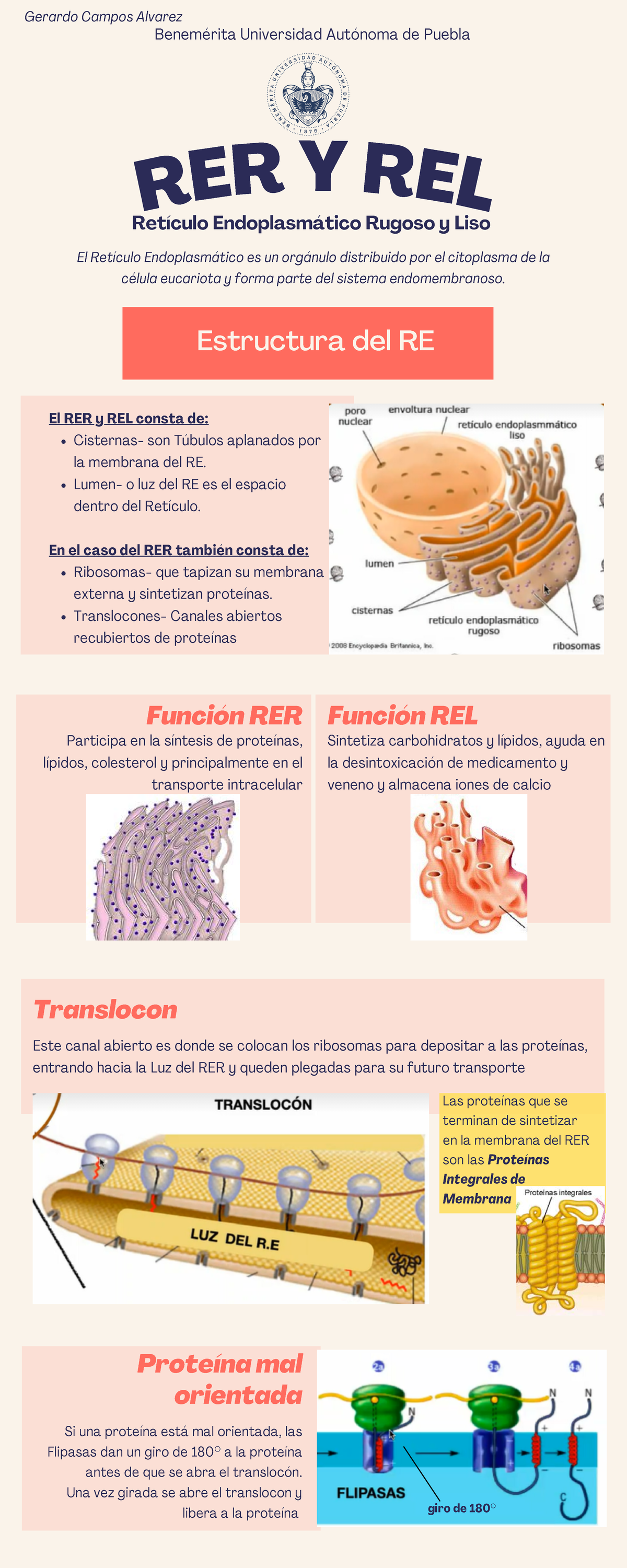 Retículo endoplasmático rugosos y liso - infografía - R ER Y REL Translocon Este canal abierto ...