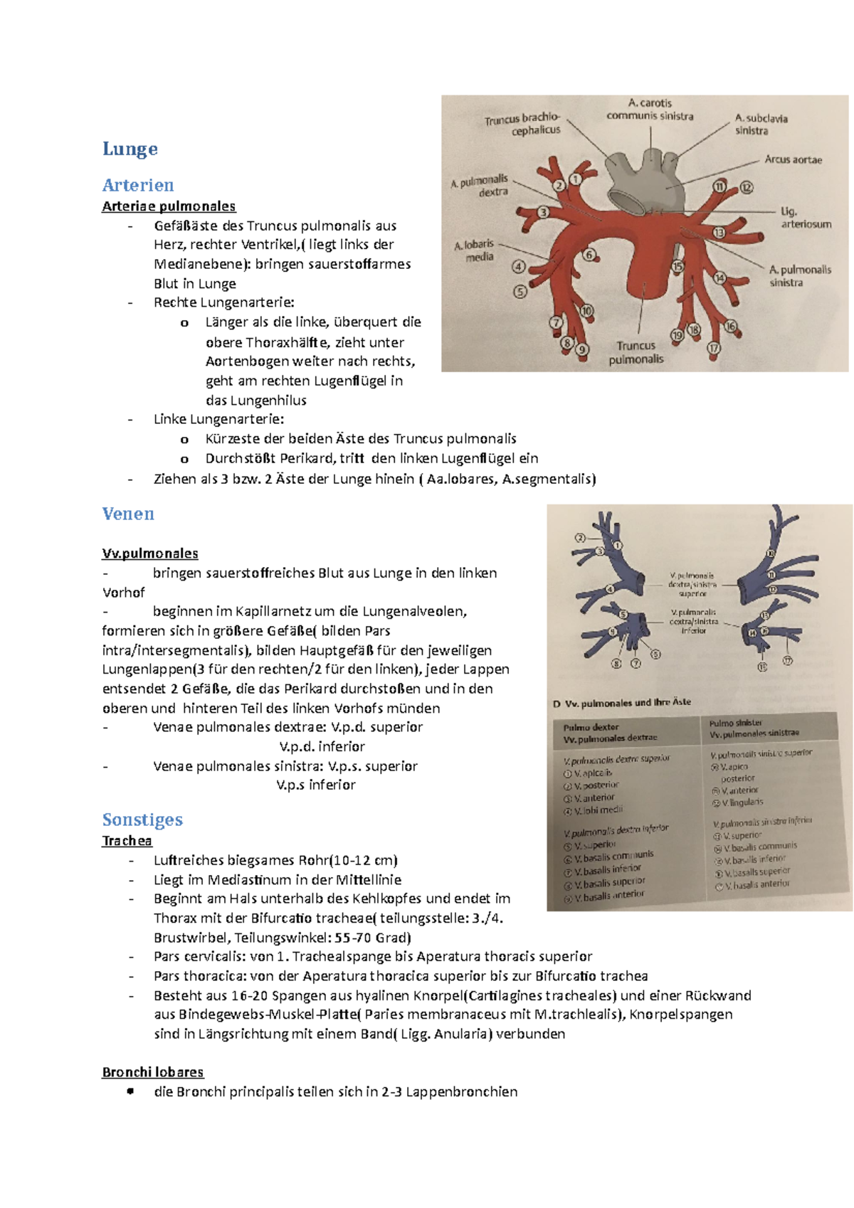 Lunge + hinteres Mediastinum - Lunge Arterien Arteriae pulmonales ...