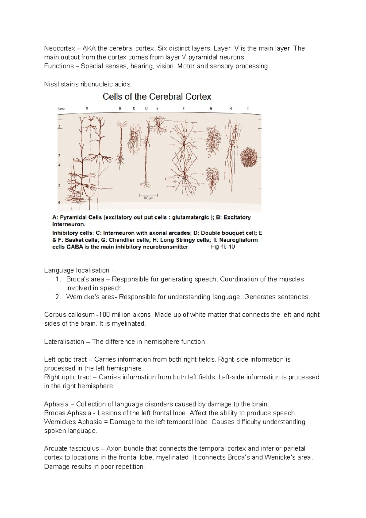 Lecture 17 - Speech and Language - Neocortex – AKA the cerebral cortex ...