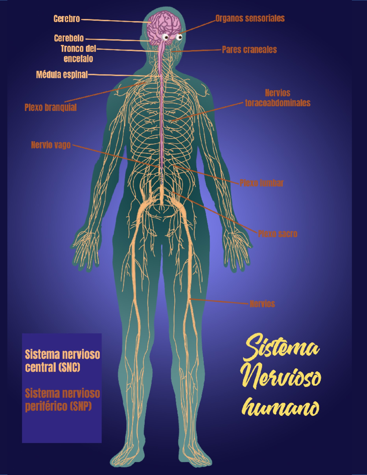 Sistema nervioso Anatomia - Funciones: Conectan el sistema nervioso central con el resto de los ...