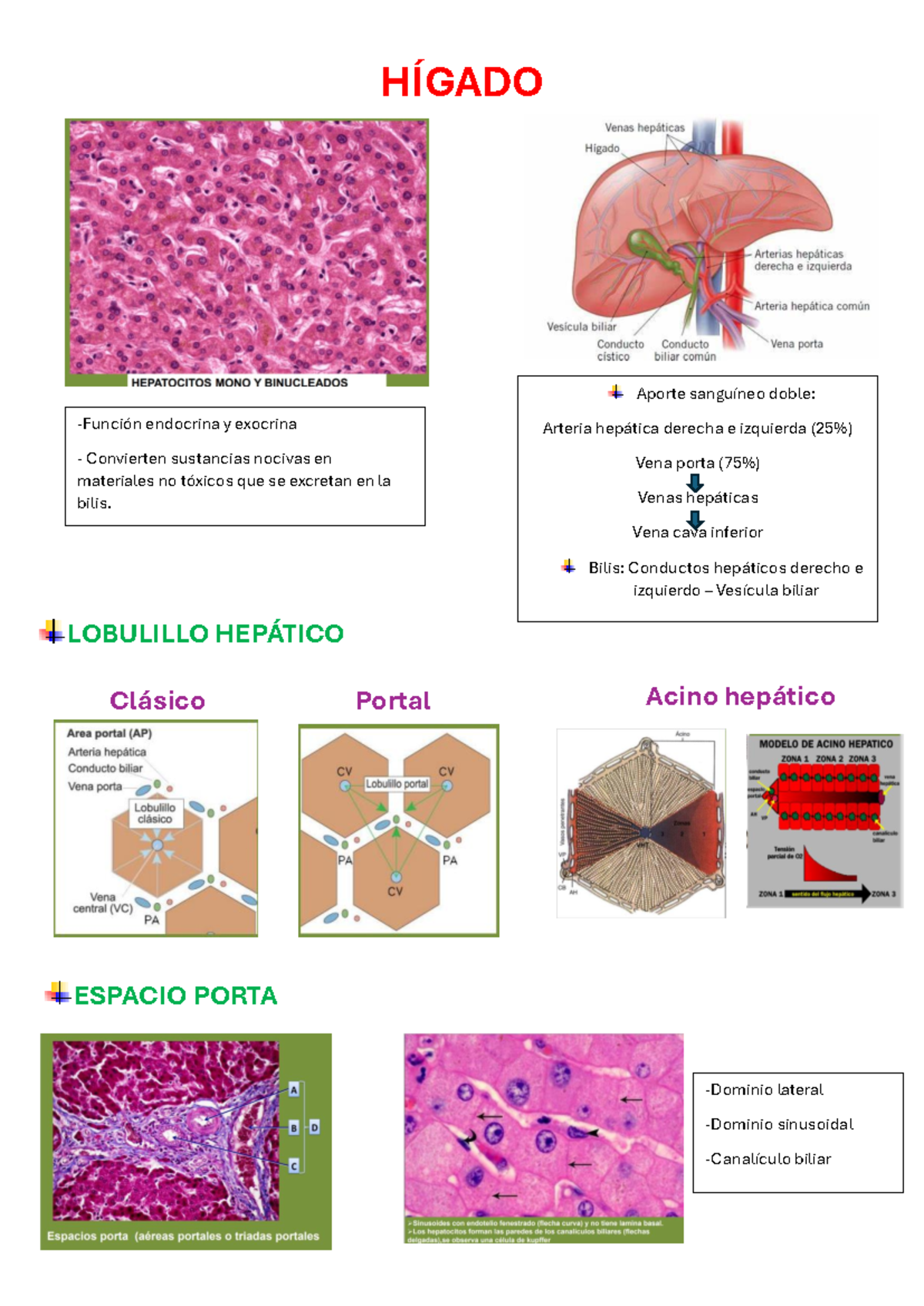 Histología de hígado y vesícula biliar - HÍGADO - Función endocrina y ...