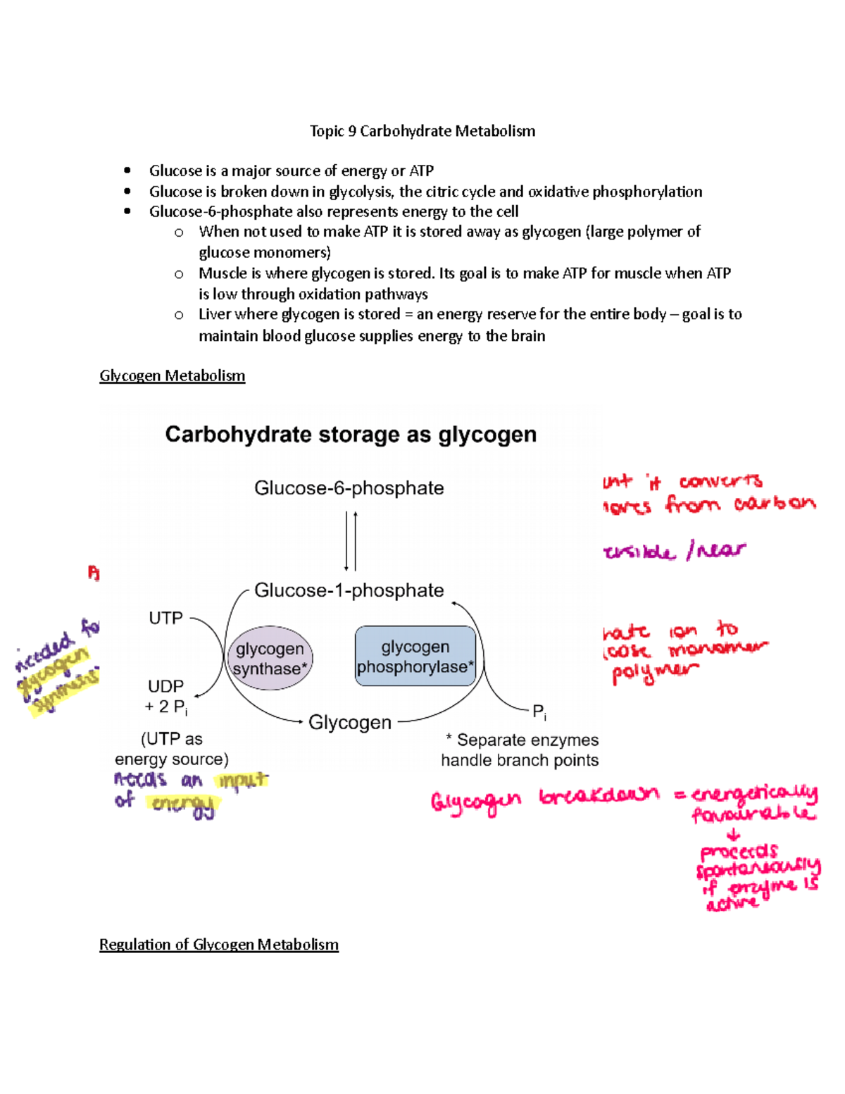 Topic 9 Carbohydrate Metabolism - 2280A - Biochemistry - UWO - StuDocu