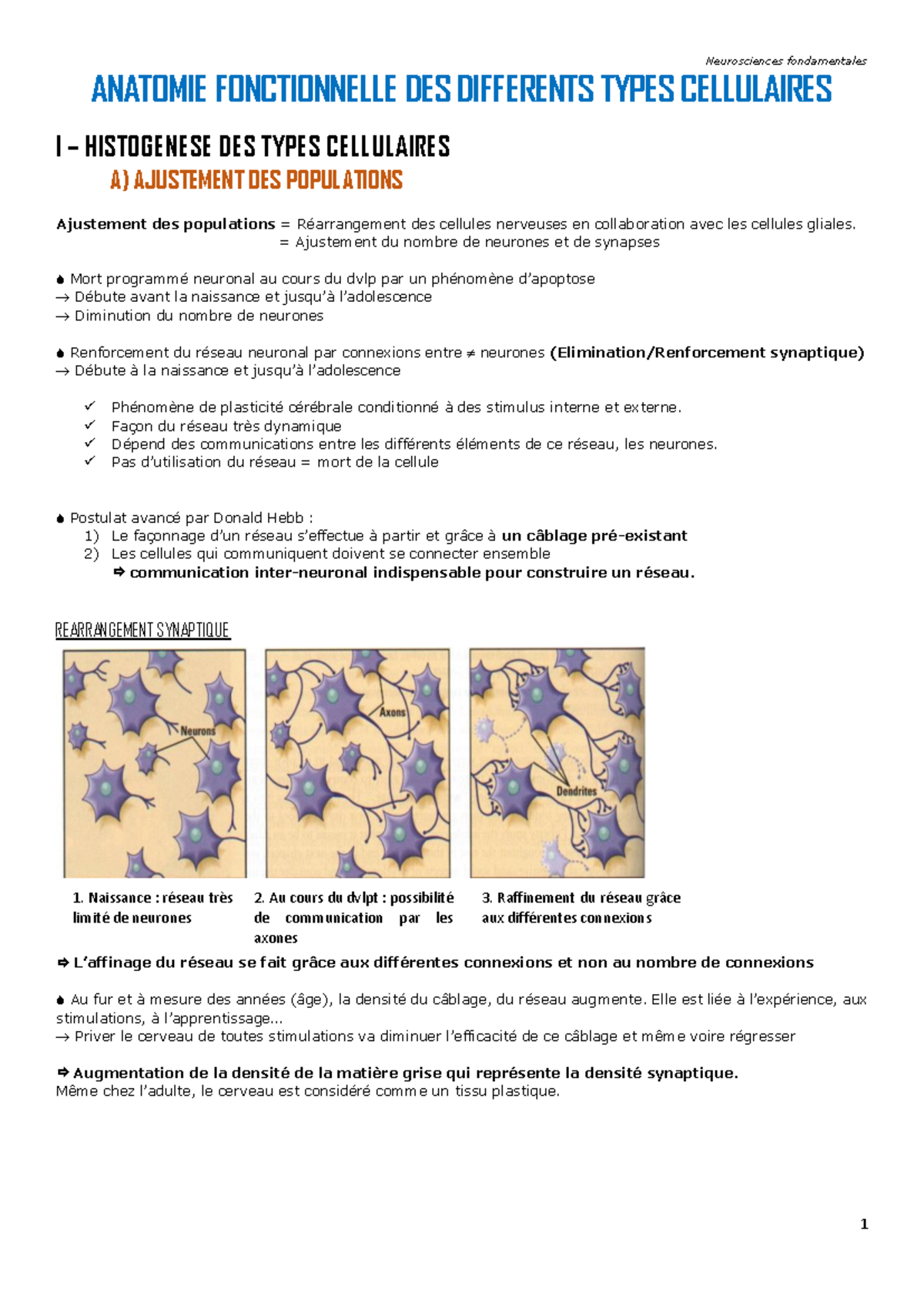 Anatomie fonctionnelle des différents types cellulaires - ANATOMIE ...