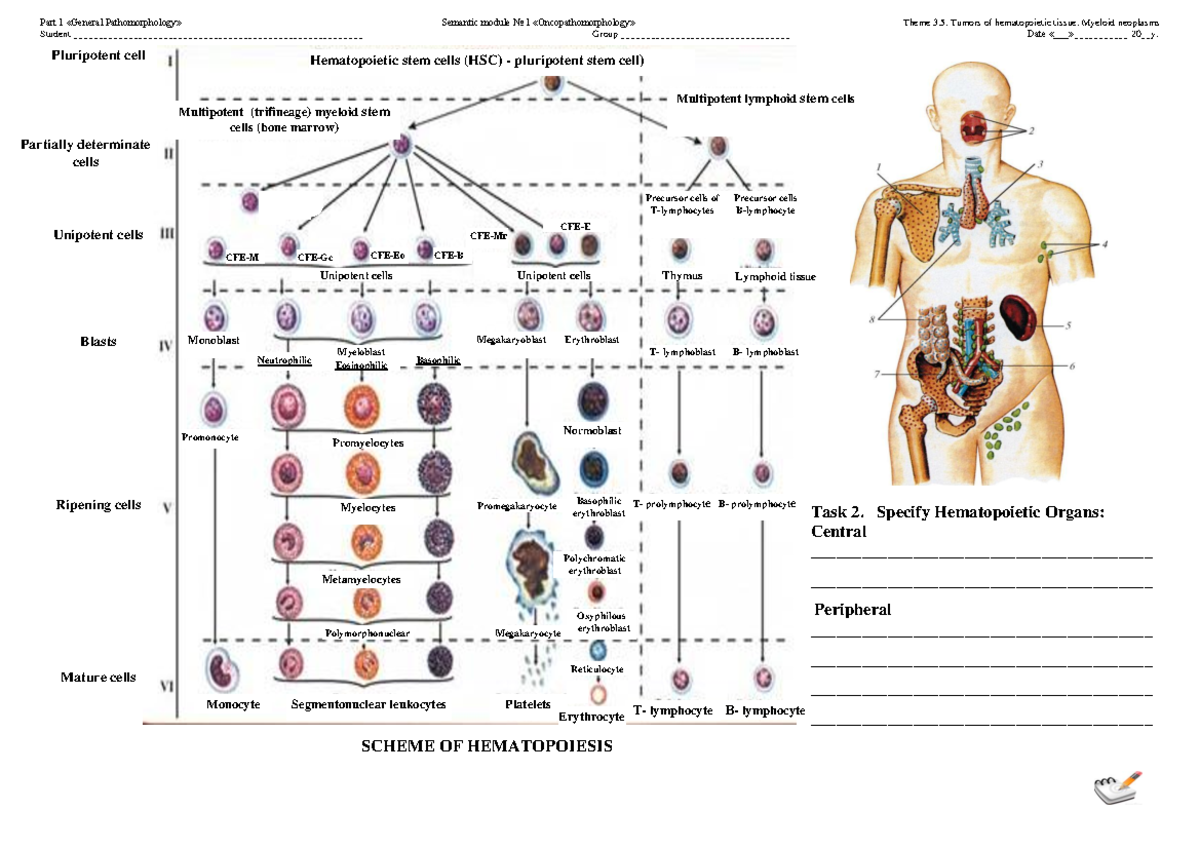 Theme 3.5а. Tumors of hematopoietic tissue. Myeloid neoplasms - Student ...