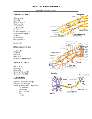 Osteology Lab - ANATOMY & PHYSIOLOGY I Osteology Axial Skeleton Skull ...