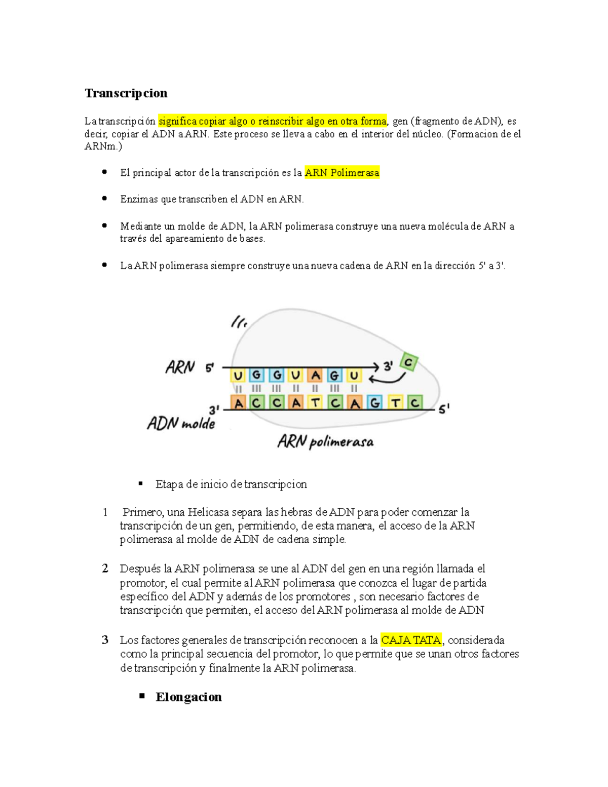 Transcripcion apuntes - Transcripcion La transcripci漃Ān significa ...