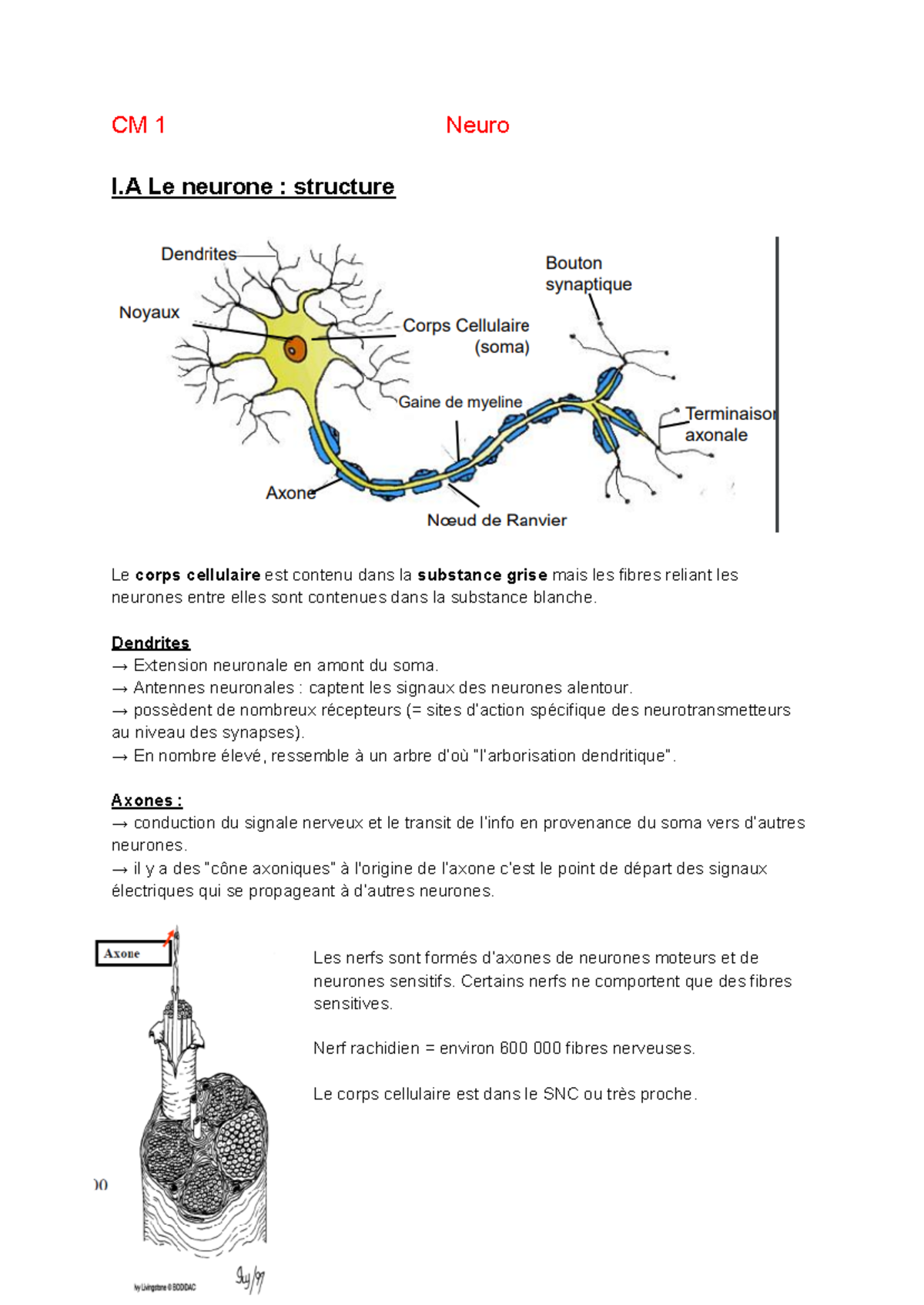 CM neuro complet 230422 205323 - CM 1 Neuro I Le neurone : structure Le ...