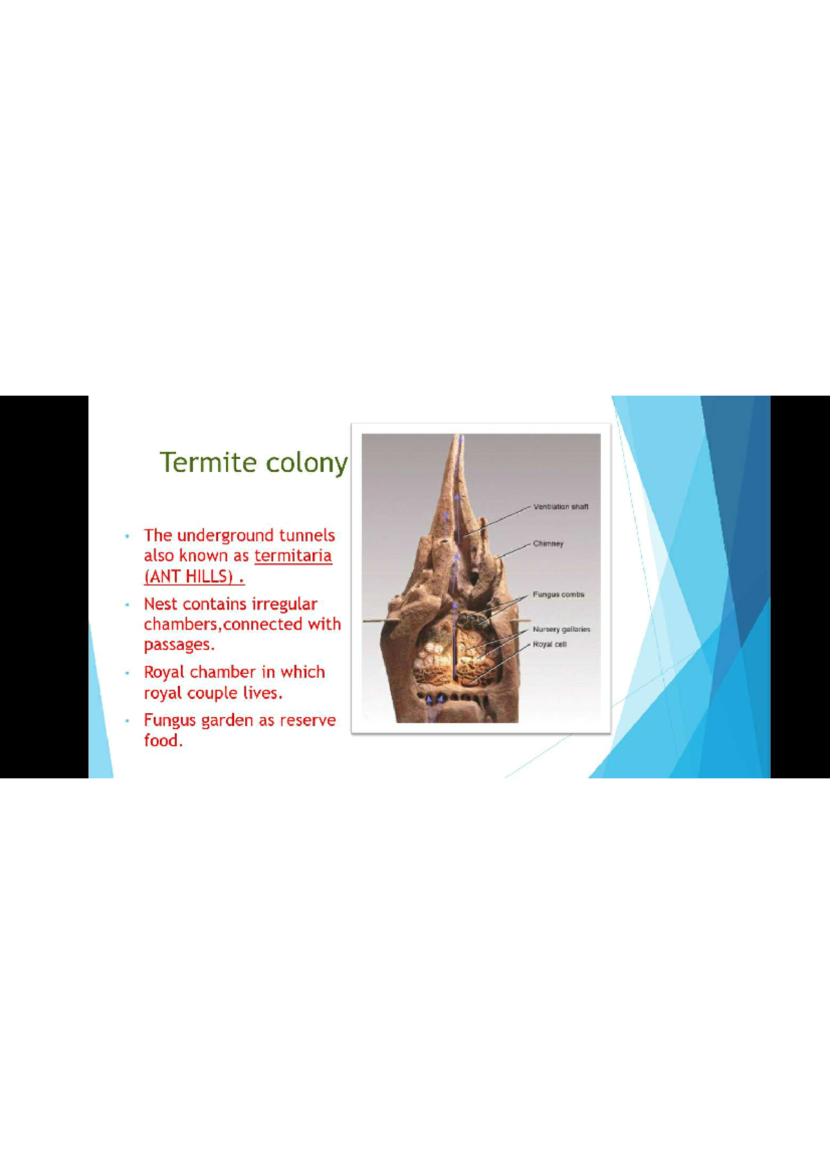 Social organization in termite - Bsc zoology - Studocu