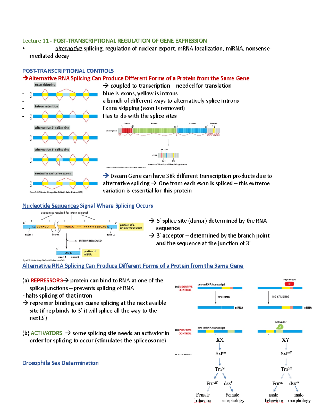 Post-Transcipt Regulation - Lecture 11 - POST-TRANSCRIPTIONAL ...