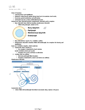 Unit 3 Lecture 2 Cerebellum - Primary Cerebellar functions Adjusting postural muscles: modifies ...