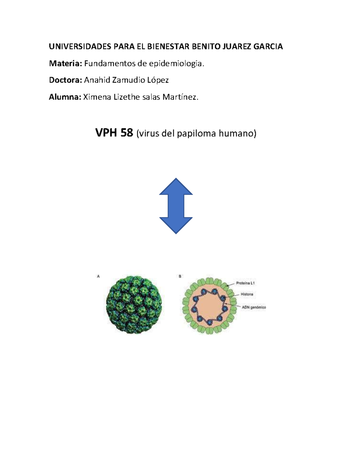 Virus del Papiloma Humano Tipo 58 - UNIVERSIDADES PARA EL BIENESTAR ...