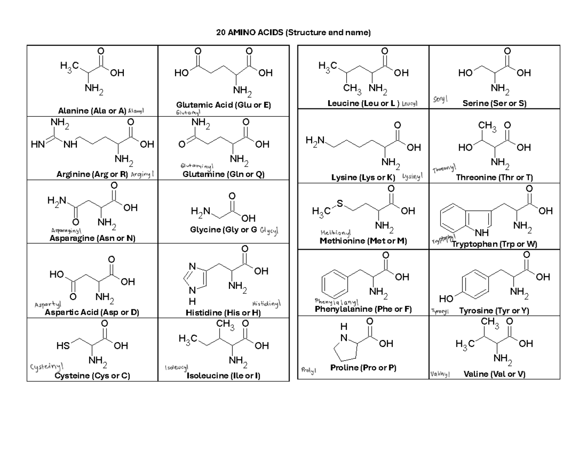 20- Amino- Acids - 20 AMINO ACIDS (Structure and name) O NH 2 H C 3 OH Alanine (Ala or A) O O HO ...