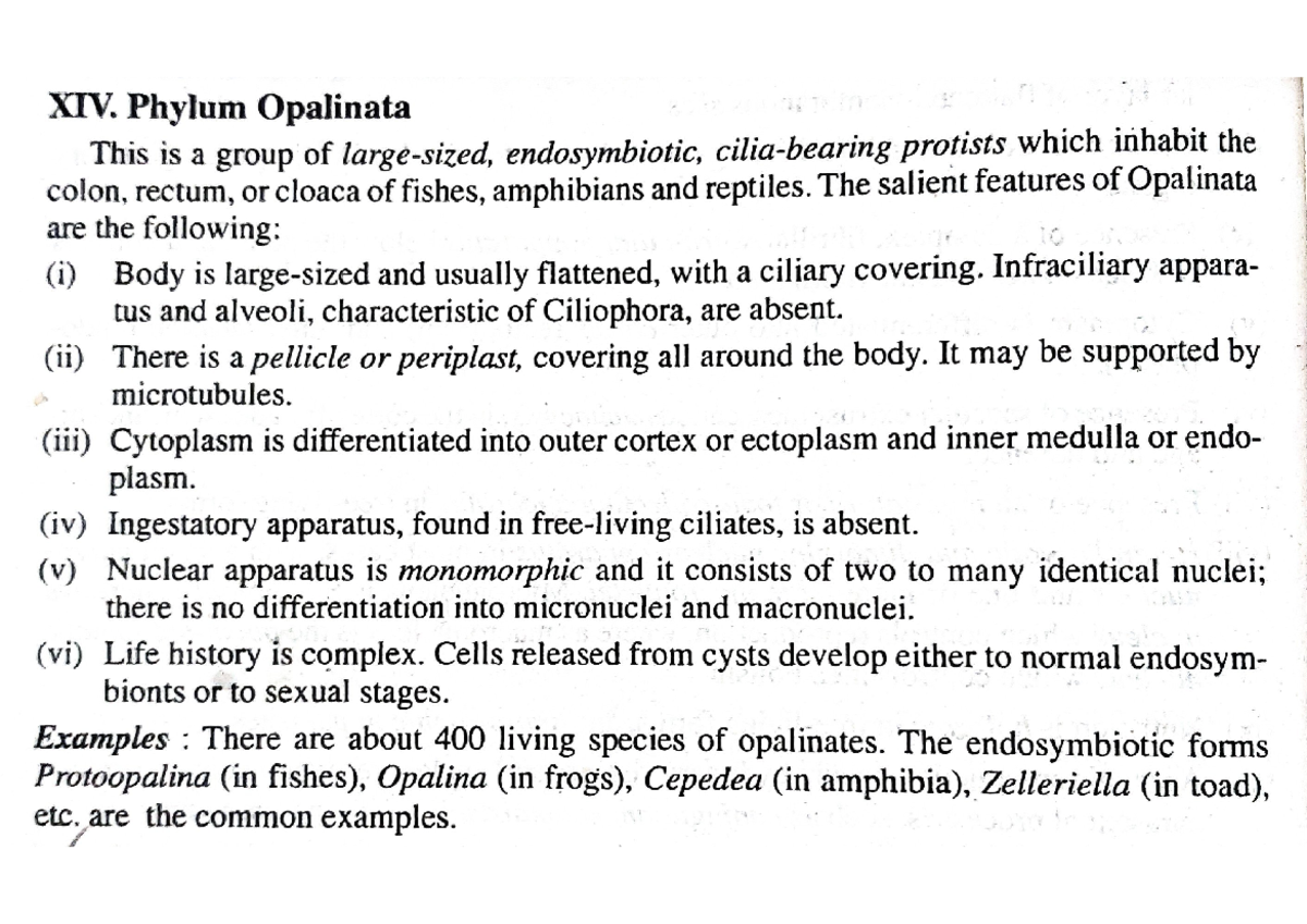 Phylum Opalinata - Useful - Zoology - Studocu