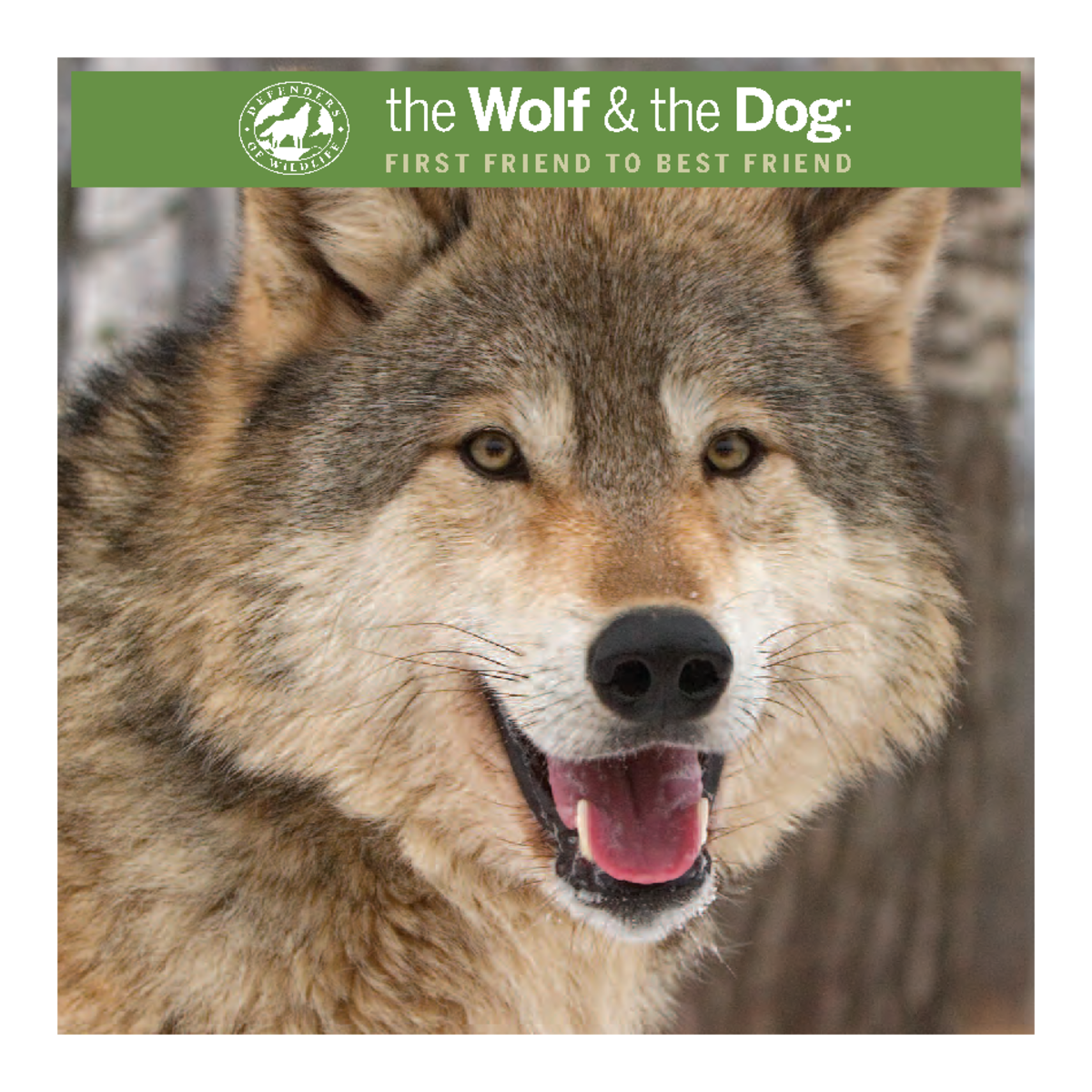 The wolf the dog first friend to best friend - the Wolf & the Dog ...