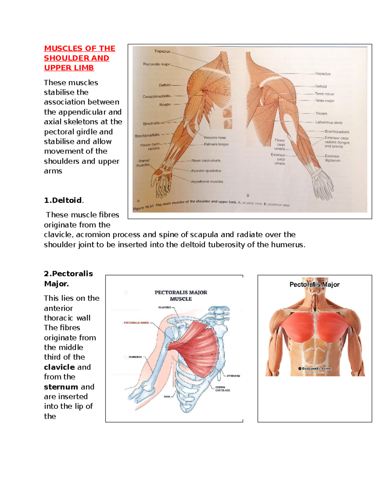 Muscles of upper arm - MUSCLES OF THE SHOULDER AND UPPER LIMB These ...