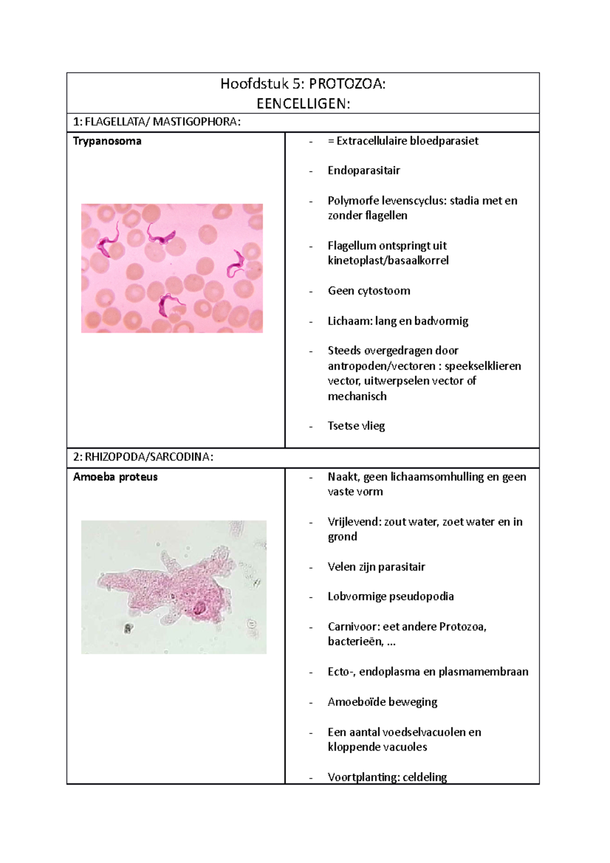 Schema dierkunde van alle besproken diergroepen - Hoofdstuk 5: PROTOZOA ...