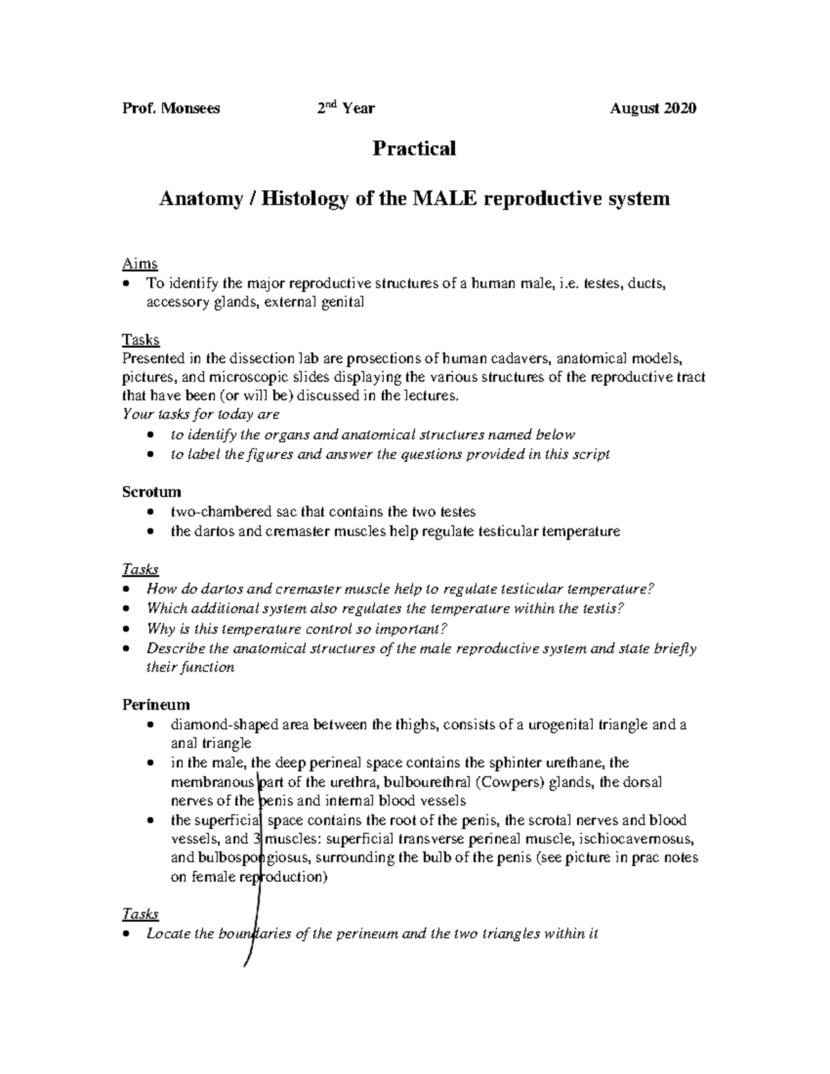 Histology Of The Male Reproductive System - Prof. Monsees 2 nd Year ...