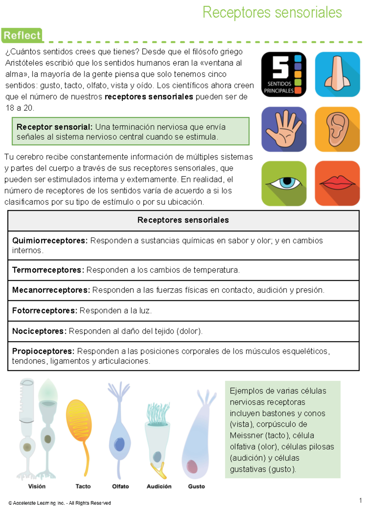 Middle school spanish stemscopedia life science sensory receptors ...