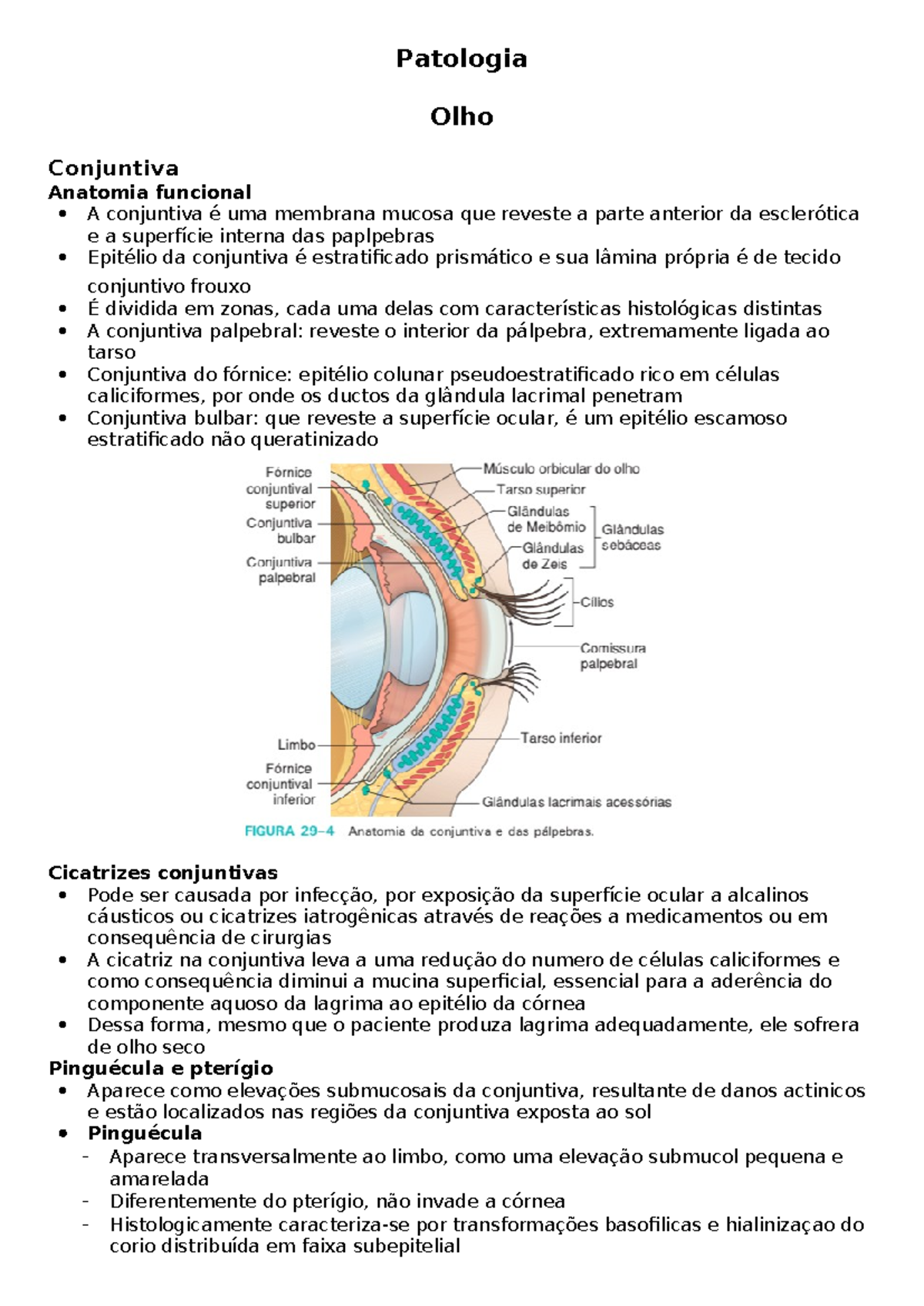 Resumo Pato Neuro - Morfologia - Patologia Olho Conjuntiva Anatomia ...