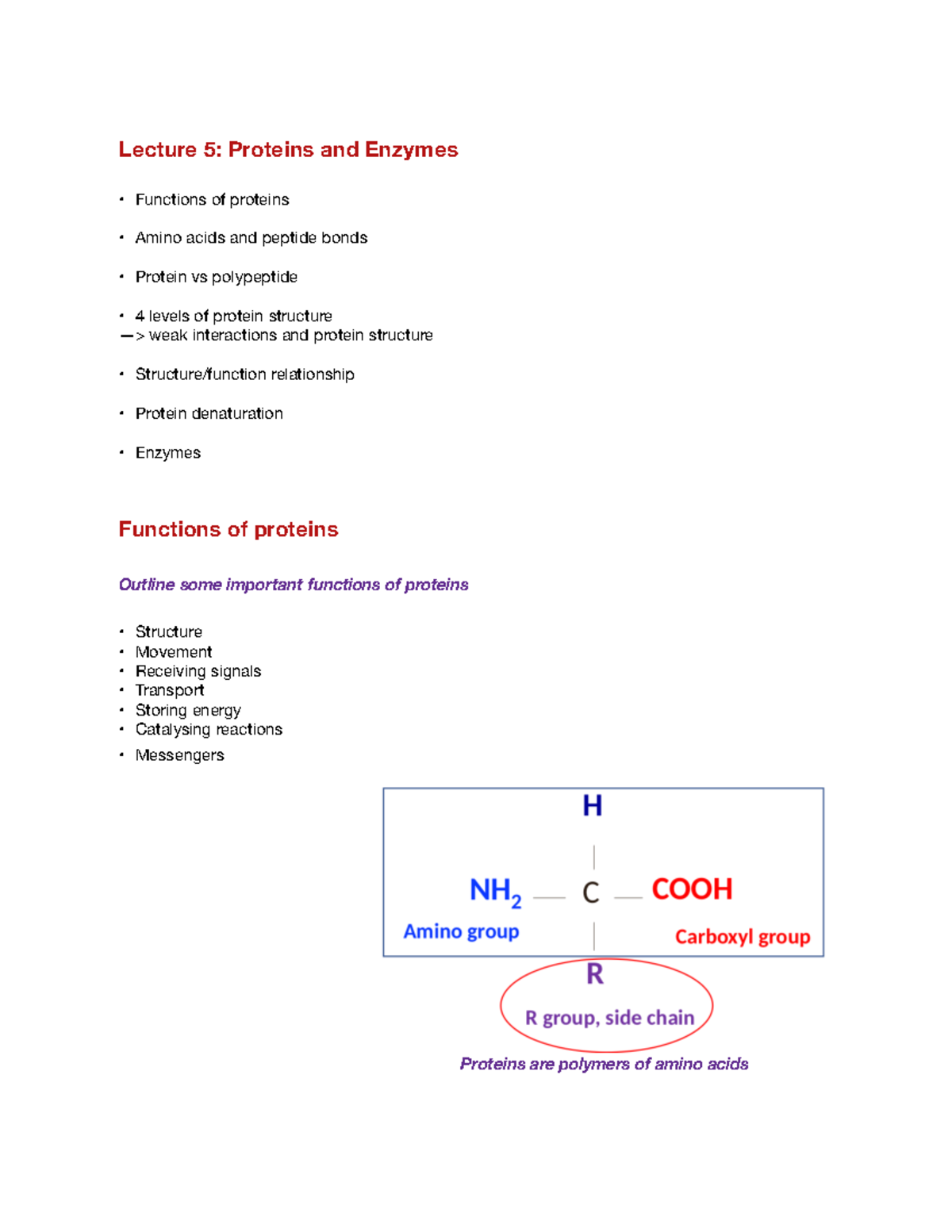 Lecture 5 - Proteins Enzymes 🟢 - Lecture 5: Proteins and Enzymes ...