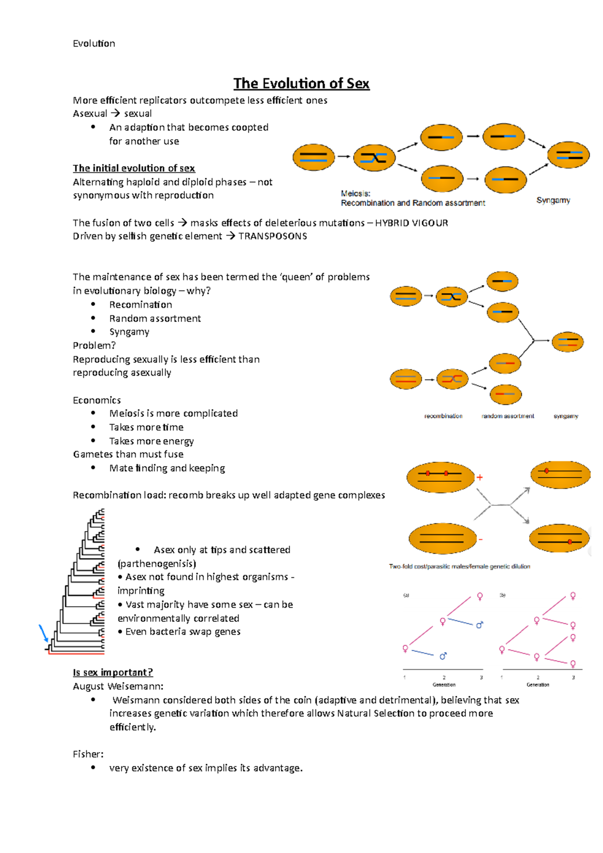 The Evolution Of Sex Notes Evolution The Evolution Of Sex More Efficient Replicators 