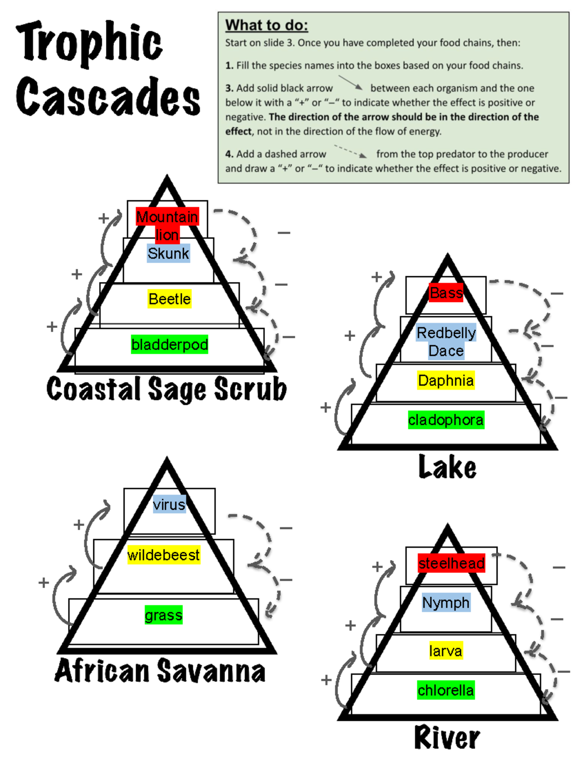 Copy of Trophic Cascades 2021 - Biology - bladderpod Beetle Skunk ...