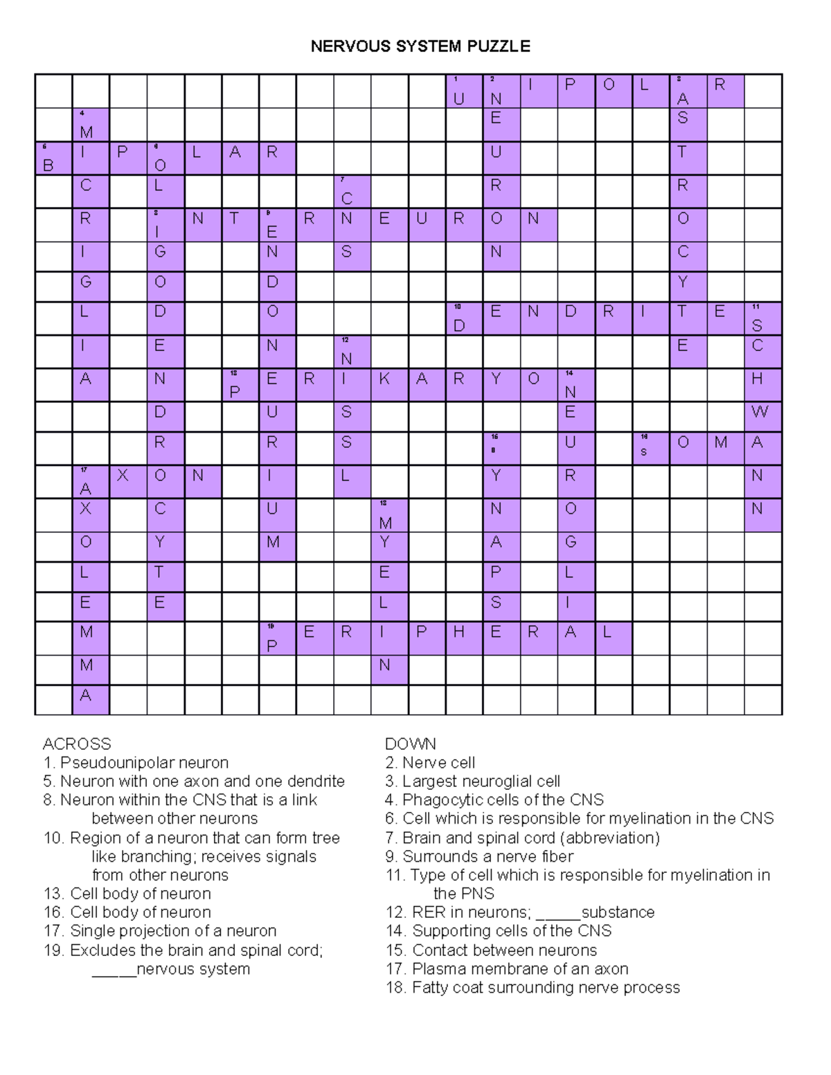 Nervous Lecture Assignment - NERVOUS SYSTEM PUZZLE 1 U 2 N I P O L 3 A ...
