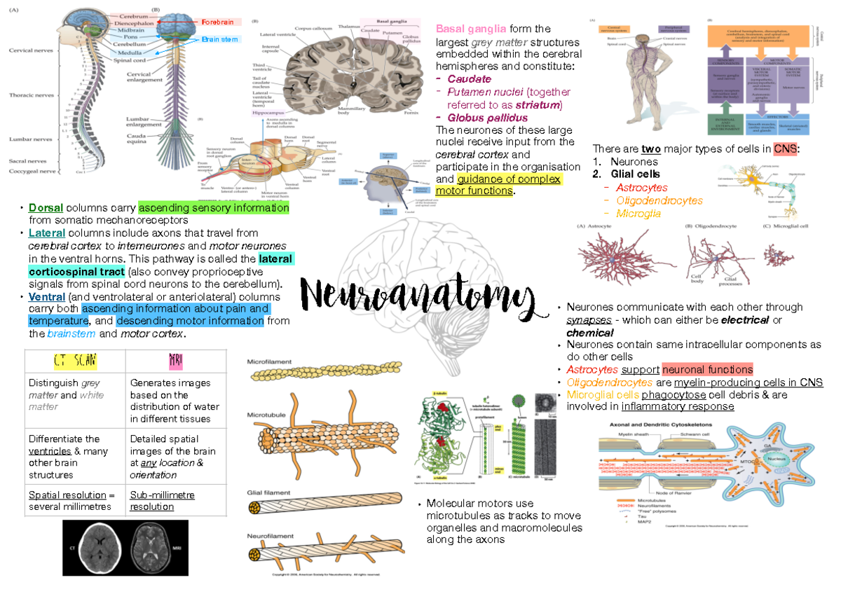 Neuroanatomy MINDMAP - Forebrain Brain stem Dorsal columns carry ...