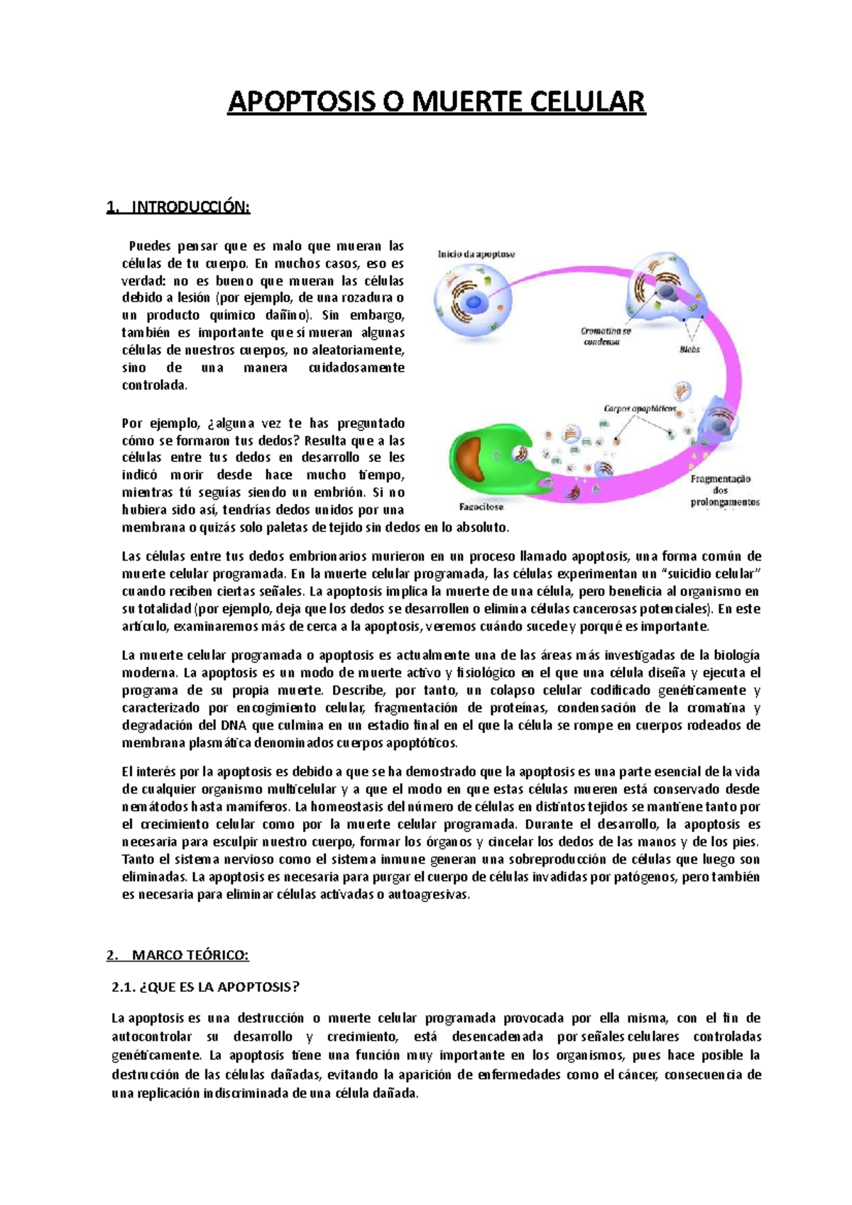 Apoptosis O Muerte Celular - APOPTOSIS O MUERTE CELULAR 1. INTRODUCCIÓN: Puedes pensar que es ...