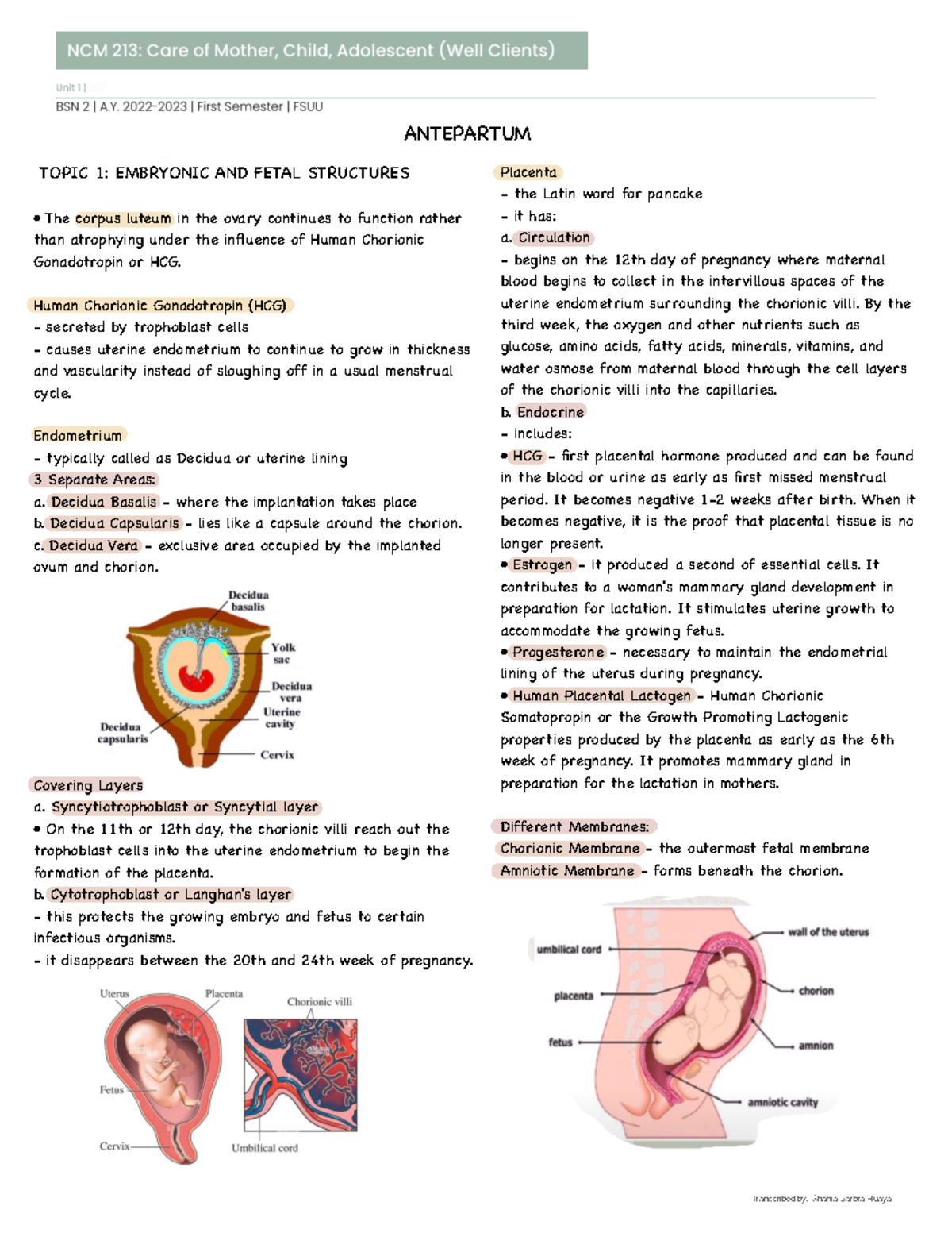 antepartal notes - ANTEPARTUM TOPIC 1: EMBRYONIC AND FETAL STRUCTURES ...