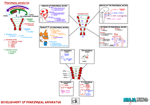 Development of Muscular System atf - Development of the Muscular System ...