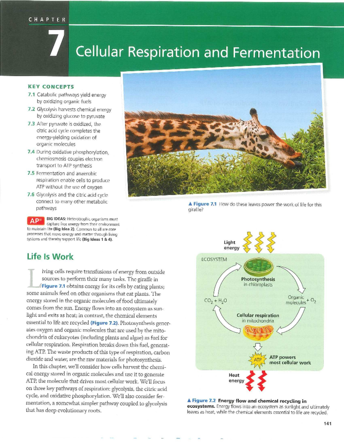 Chapter 7 Text Pearson Ap Biology - CHAPTER Y Cellul ar Respirat ion ...
