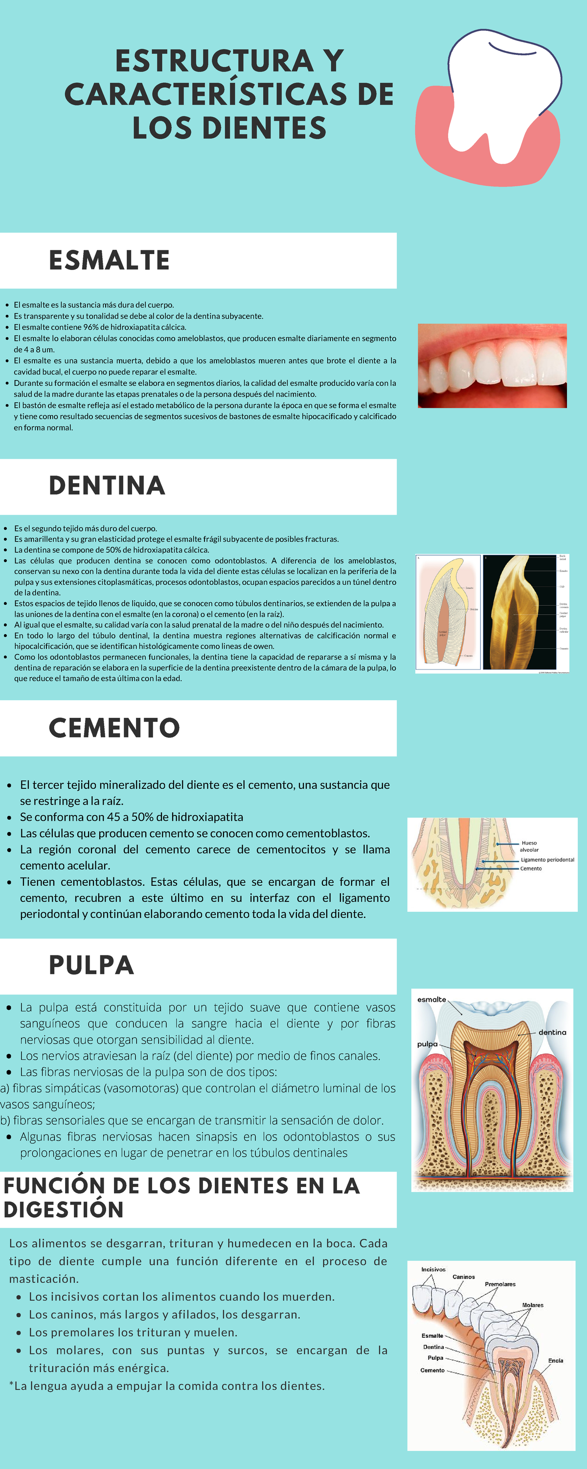Dientes - ESTRUCTURA Y CARACTERÍSTICAS DE LOS DIENTES ESMALTE DENTINA ...
