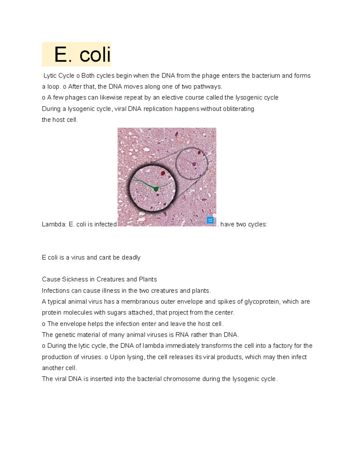 E. coli - Lecture class notes of 2022 of E. coli from biologie . - E ...
