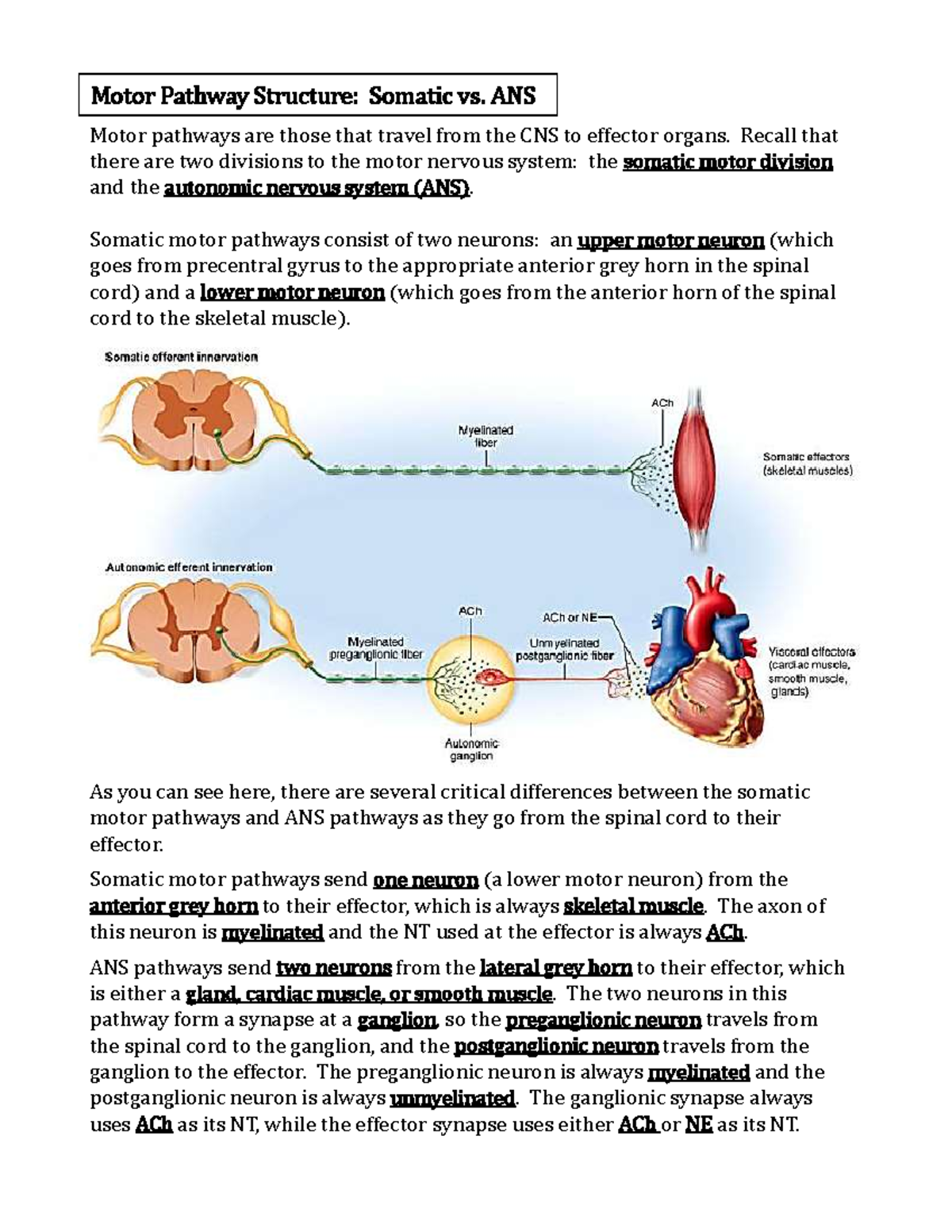 Motor Paths - Motor Pathway Structure: Somatic vs. ANS Motor pathways ...